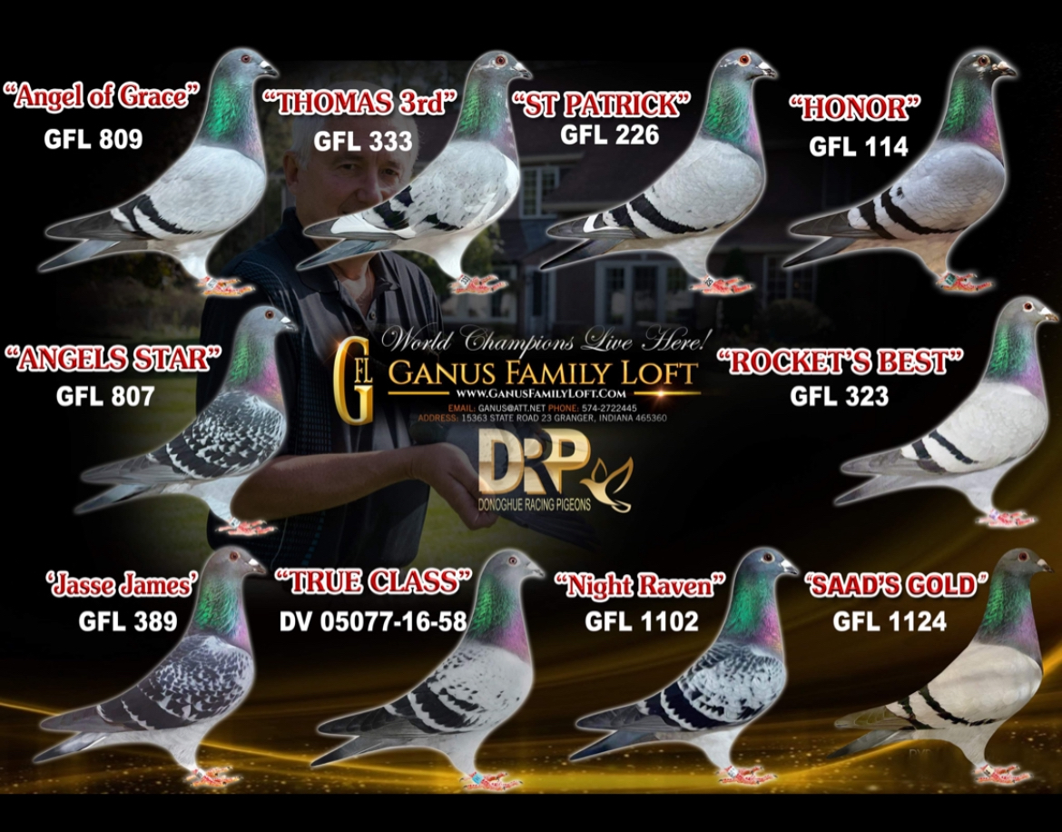 iPigeon.com - Racing Pigeon Auction