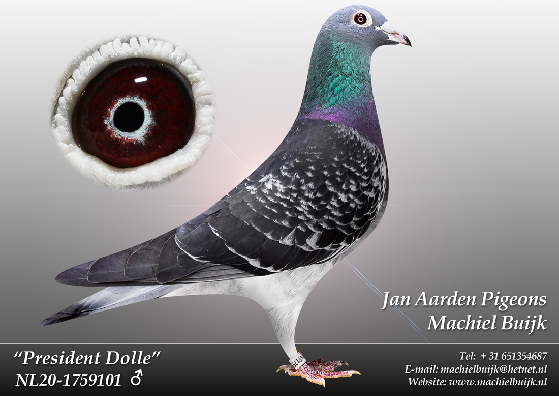 iPigeon.com - Racing Pigeon Auction