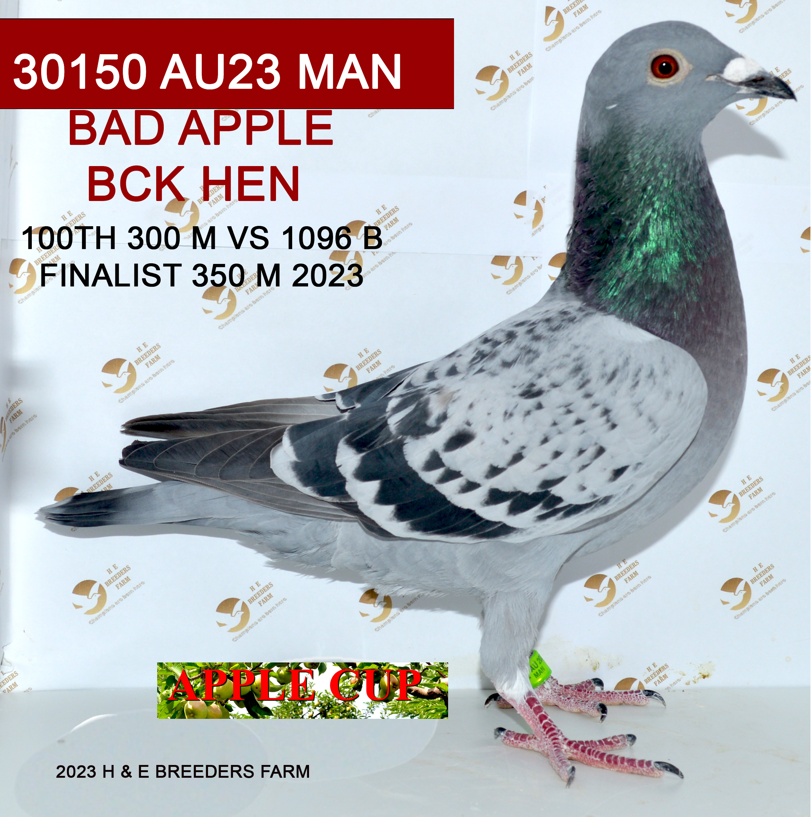 iPigeon.com - Racing Pigeon Auction