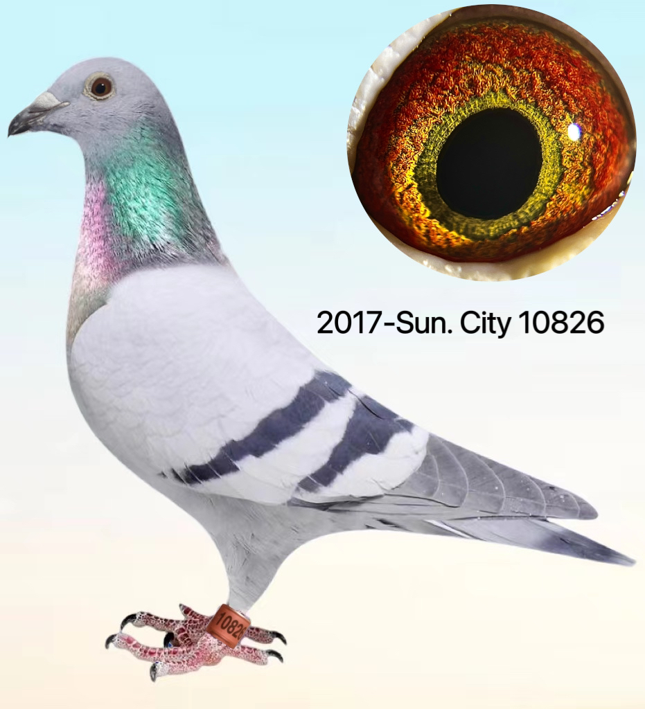 iPigeon.com - Racing Pigeon Auction
