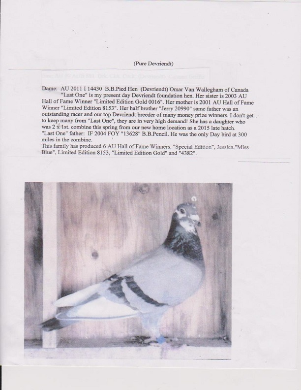 iPigeon.com - Racing Pigeon Auction