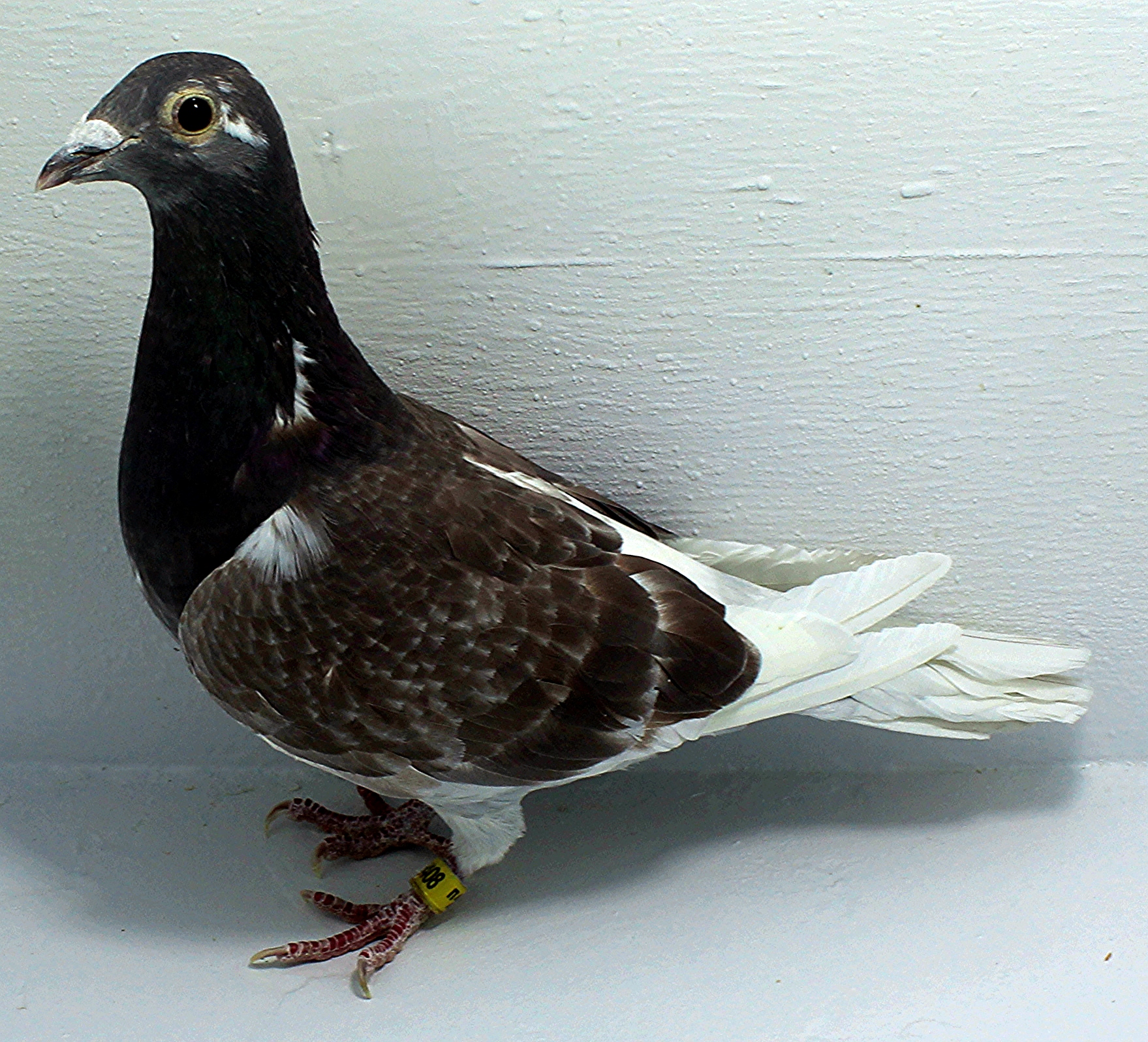 iPigeon.com - Racing Pigeon Auction
