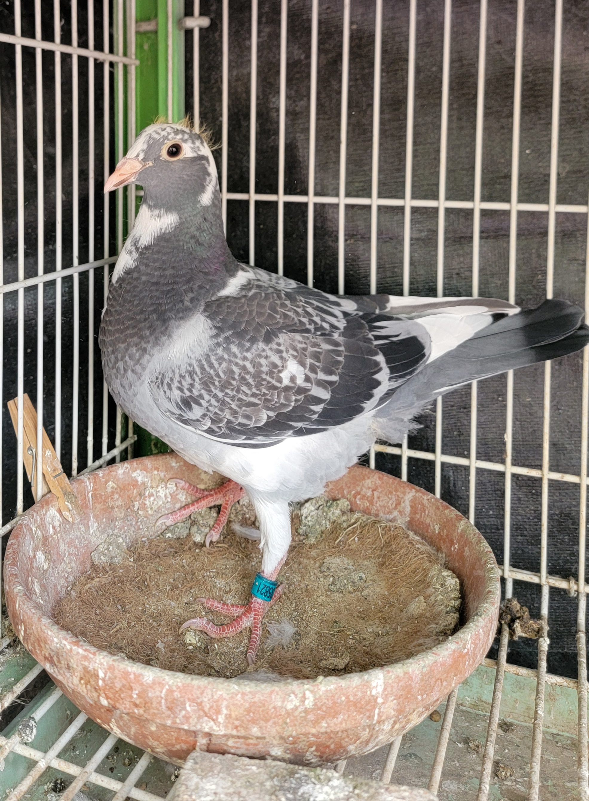 iPigeon.com - Racing Pigeon Auction