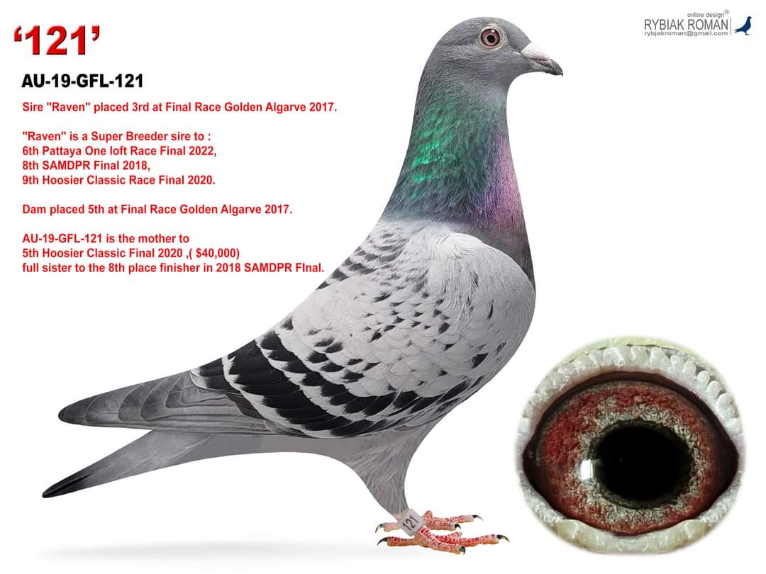 iPigeon.com - Racing Pigeon Auction