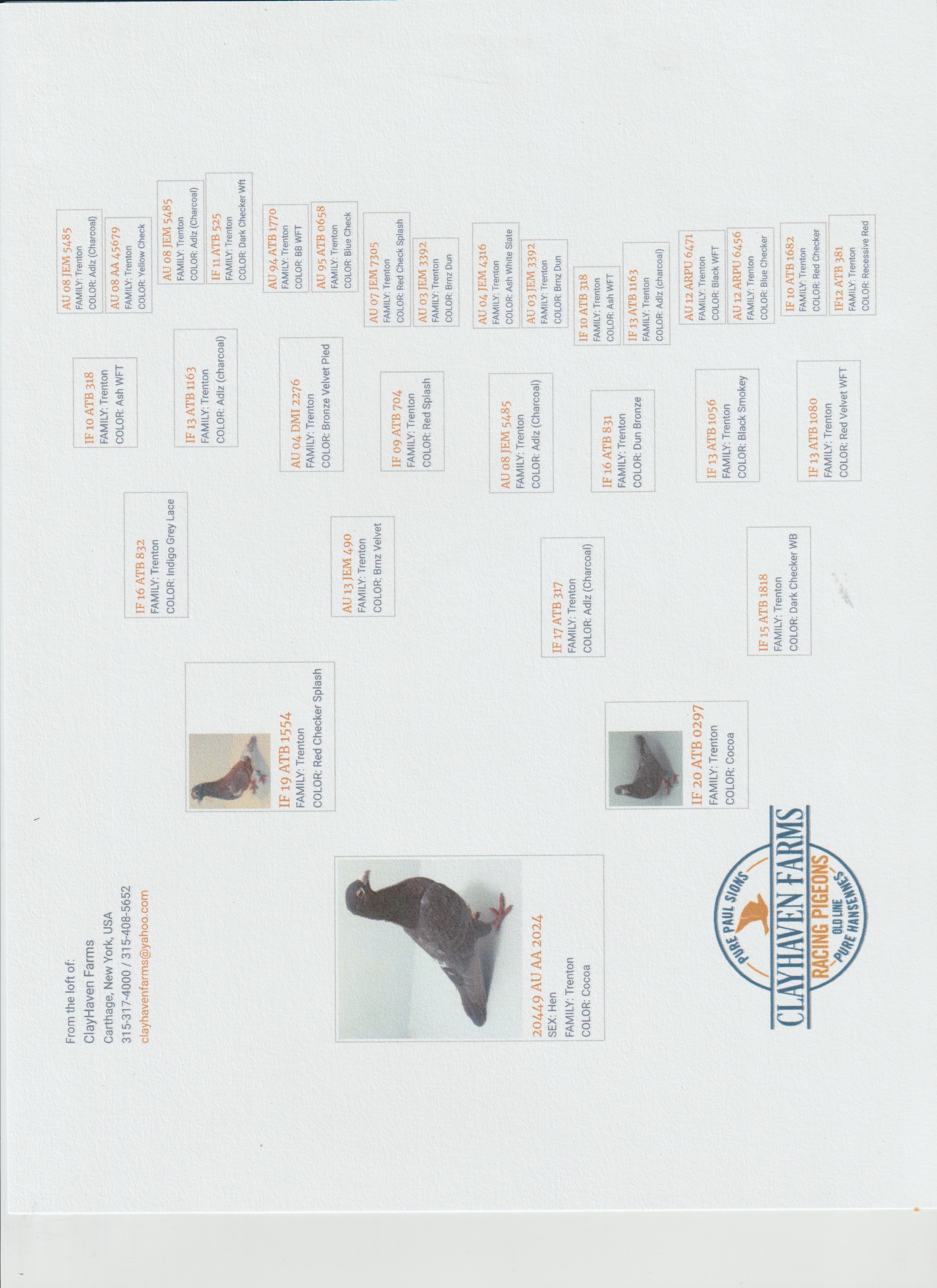 iPigeon.com - Racing Pigeon Auction