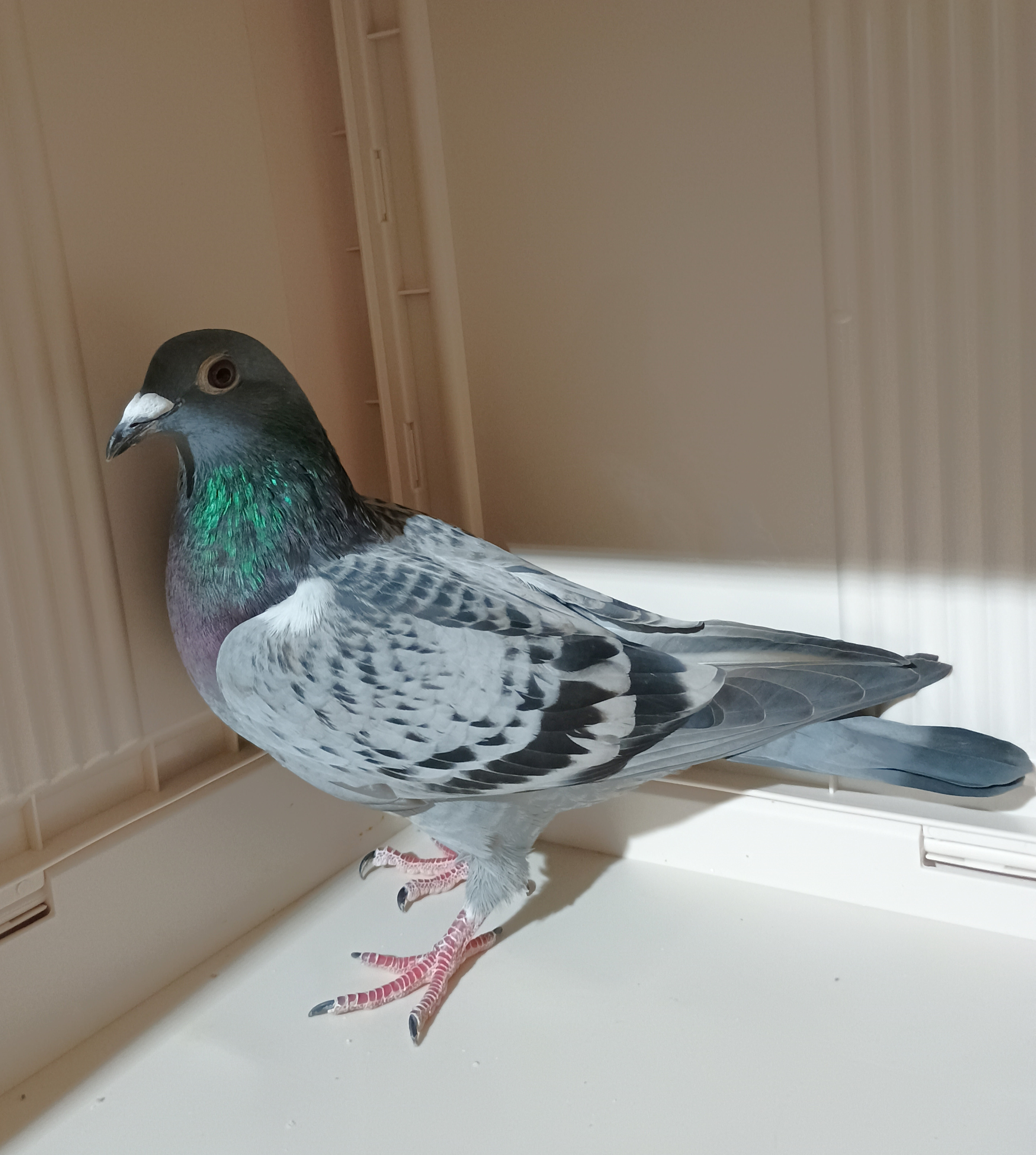 iPigeon.com - Racing Pigeon Auction