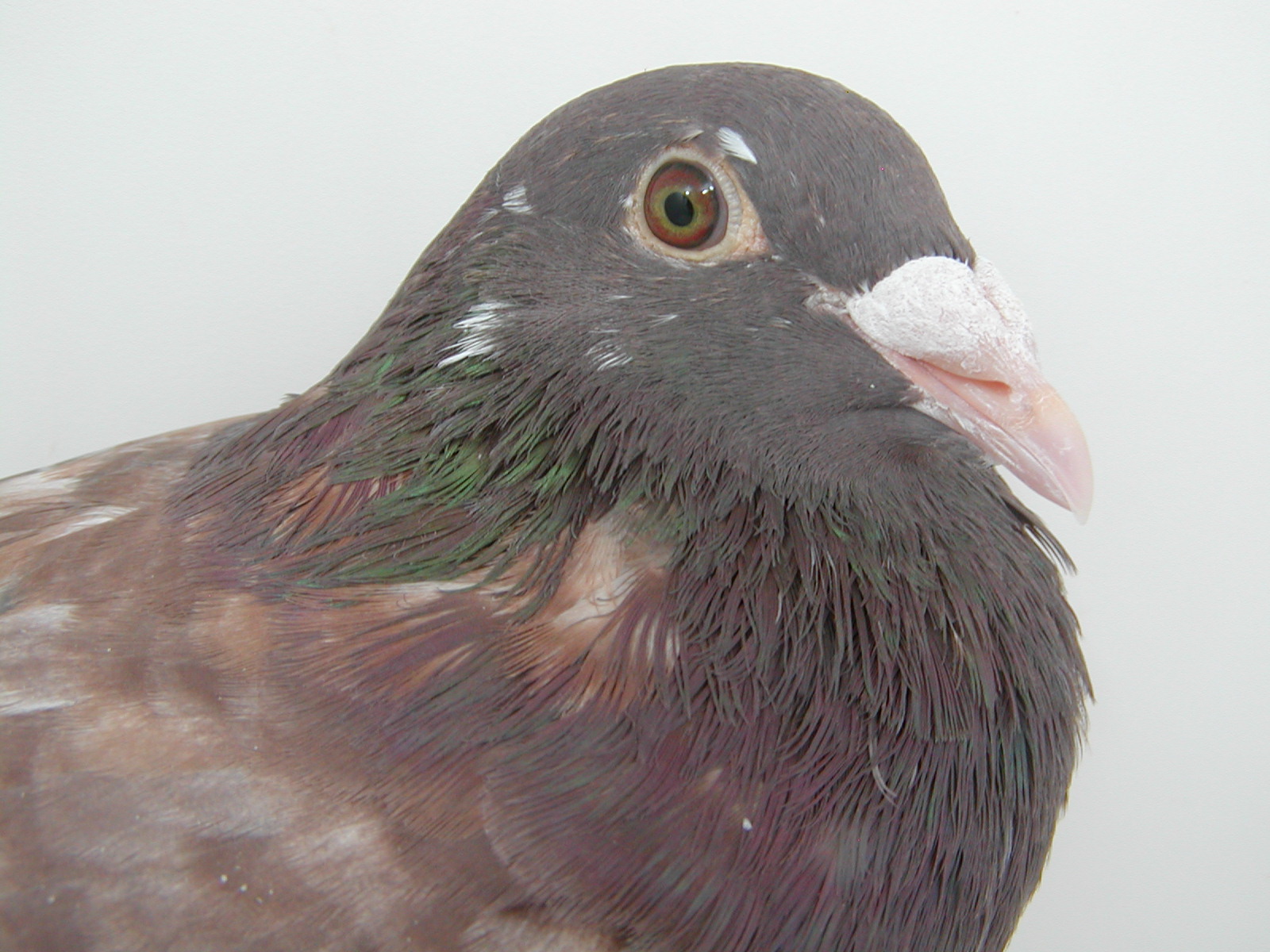 iPigeon.com - Racing Pigeon Auction