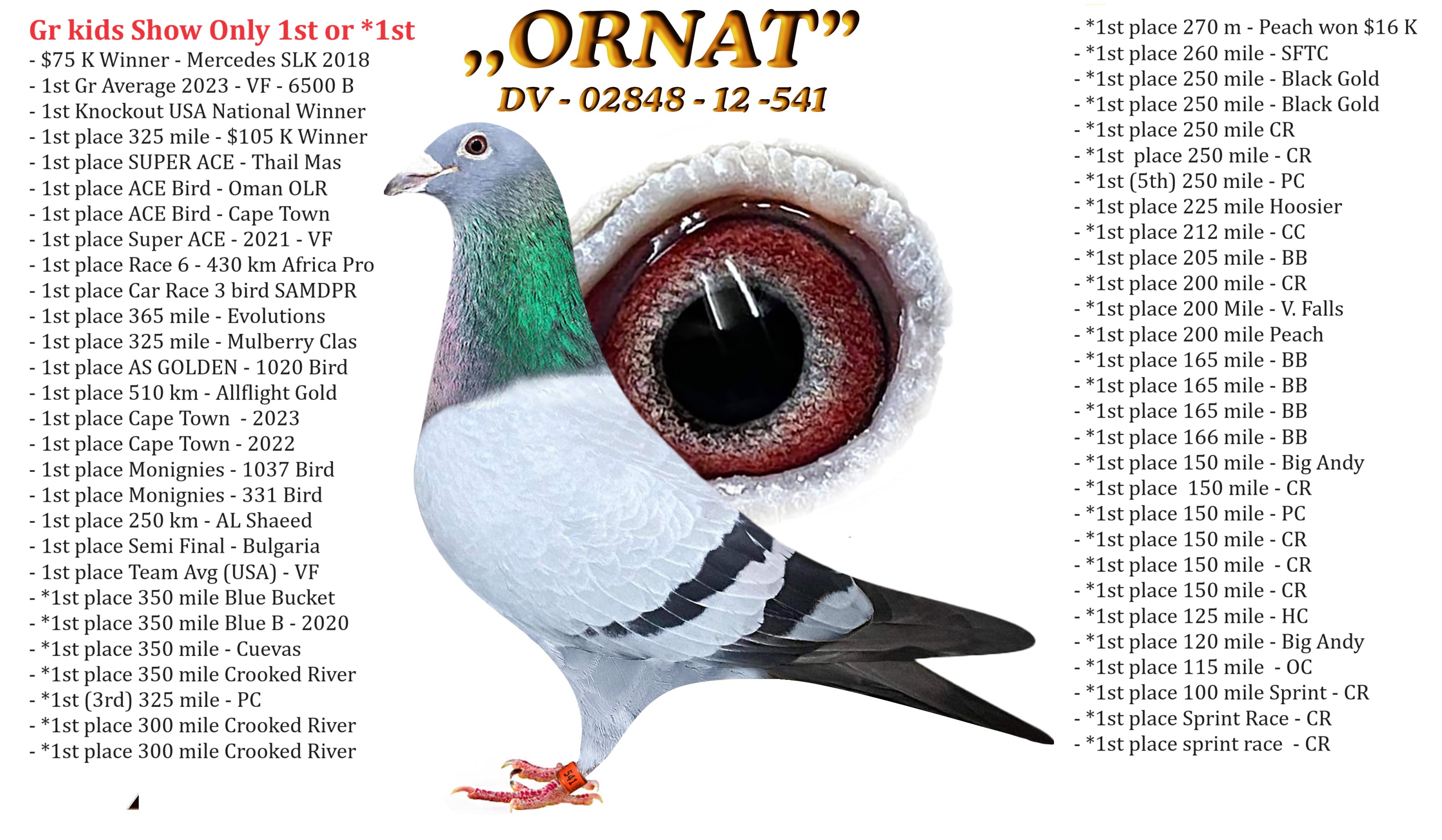 iPigeon.com - Racing Pigeon Auction