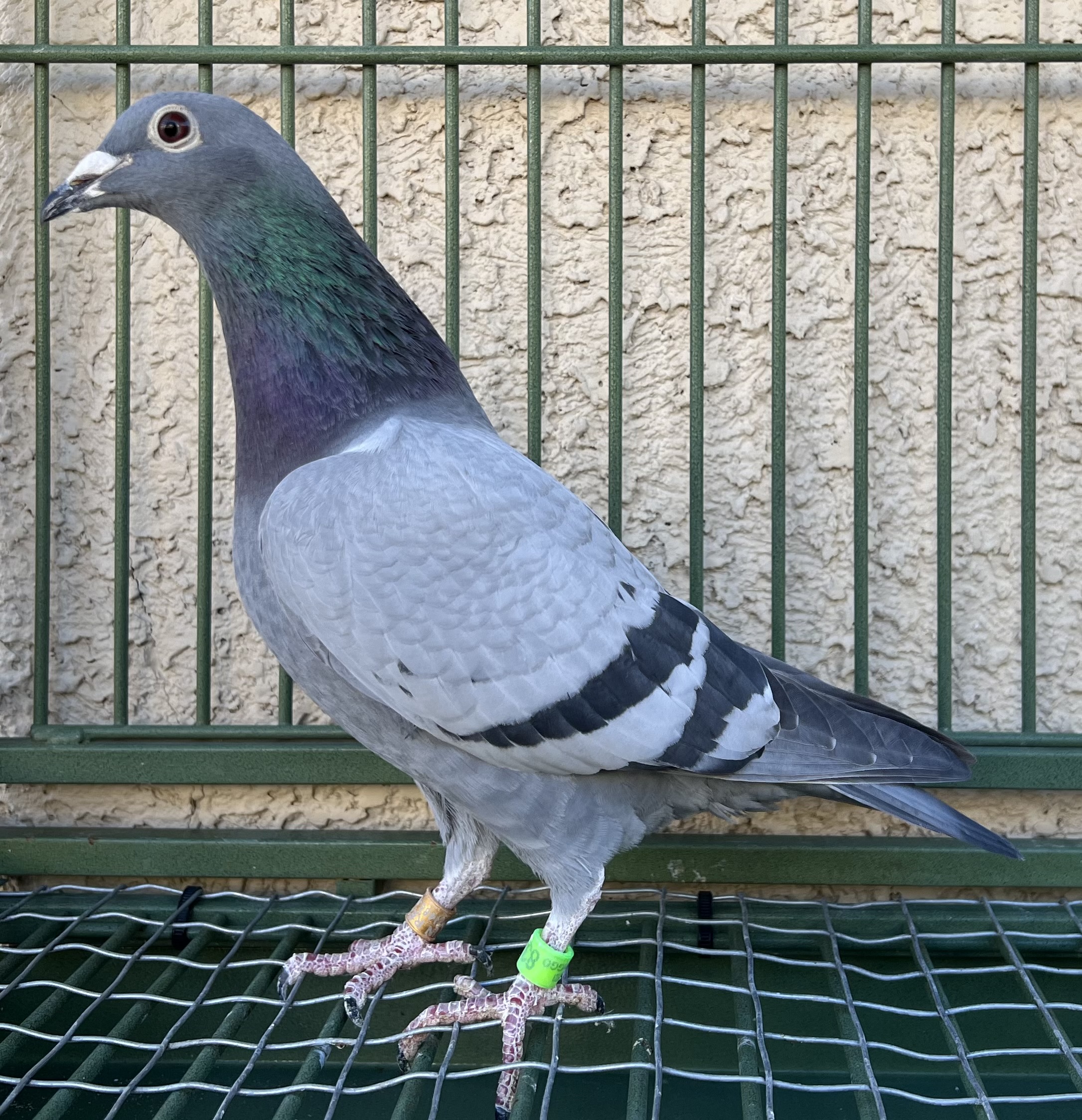 iPigeon.com - Racing Pigeon Auction