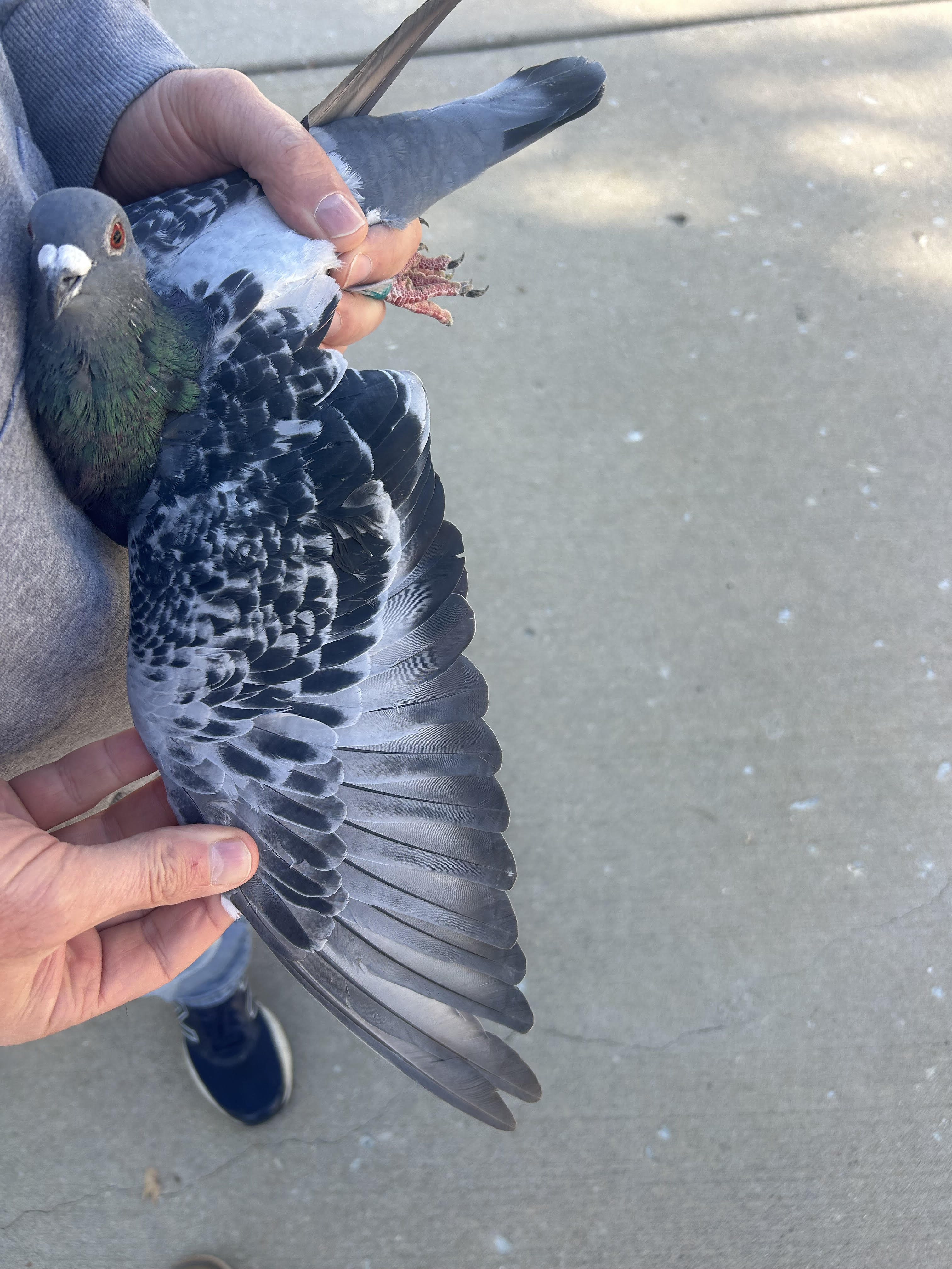iPigeon.com - Racing Pigeon Auction