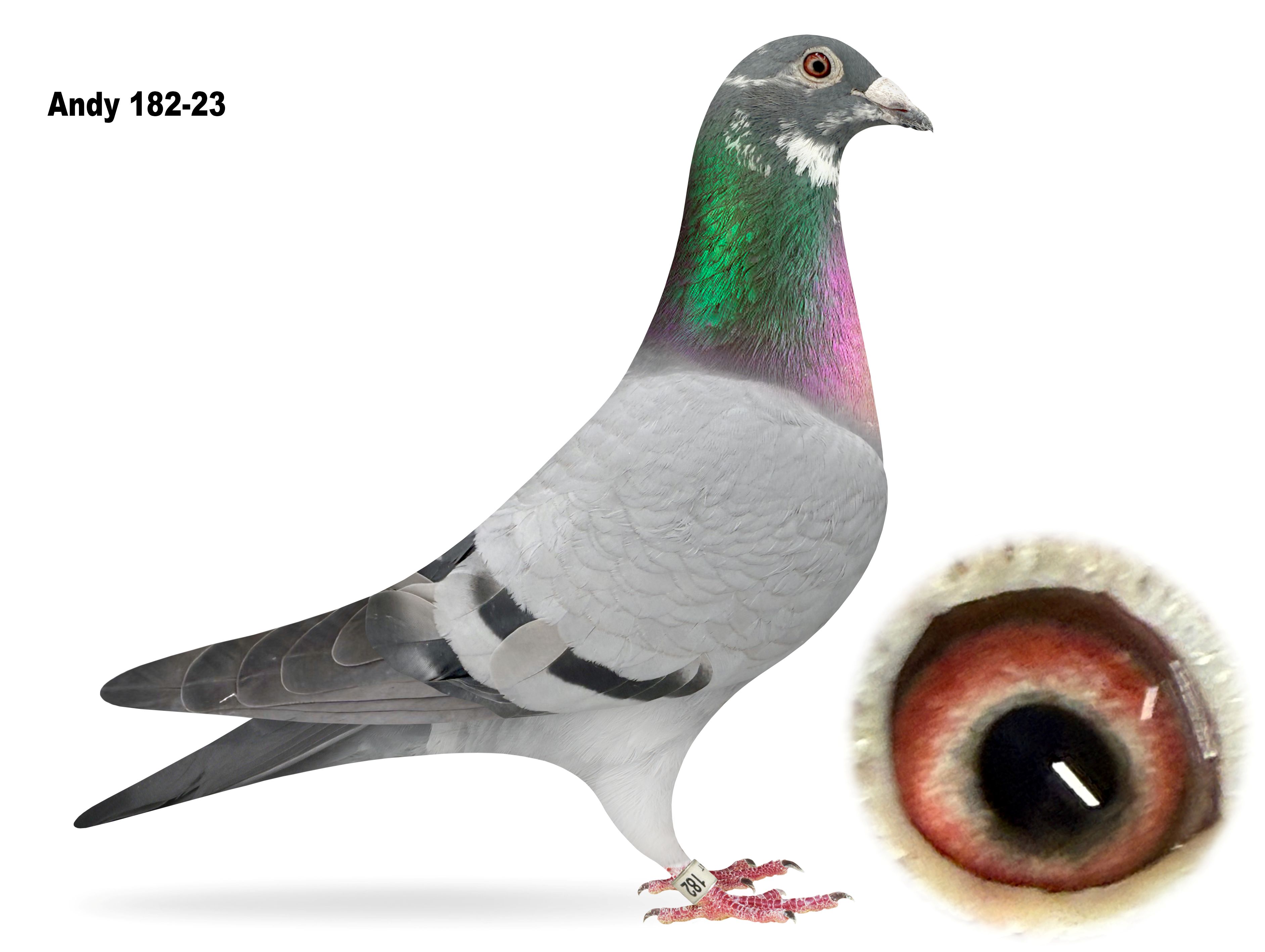 iPigeon.com - Racing Pigeon Auction
