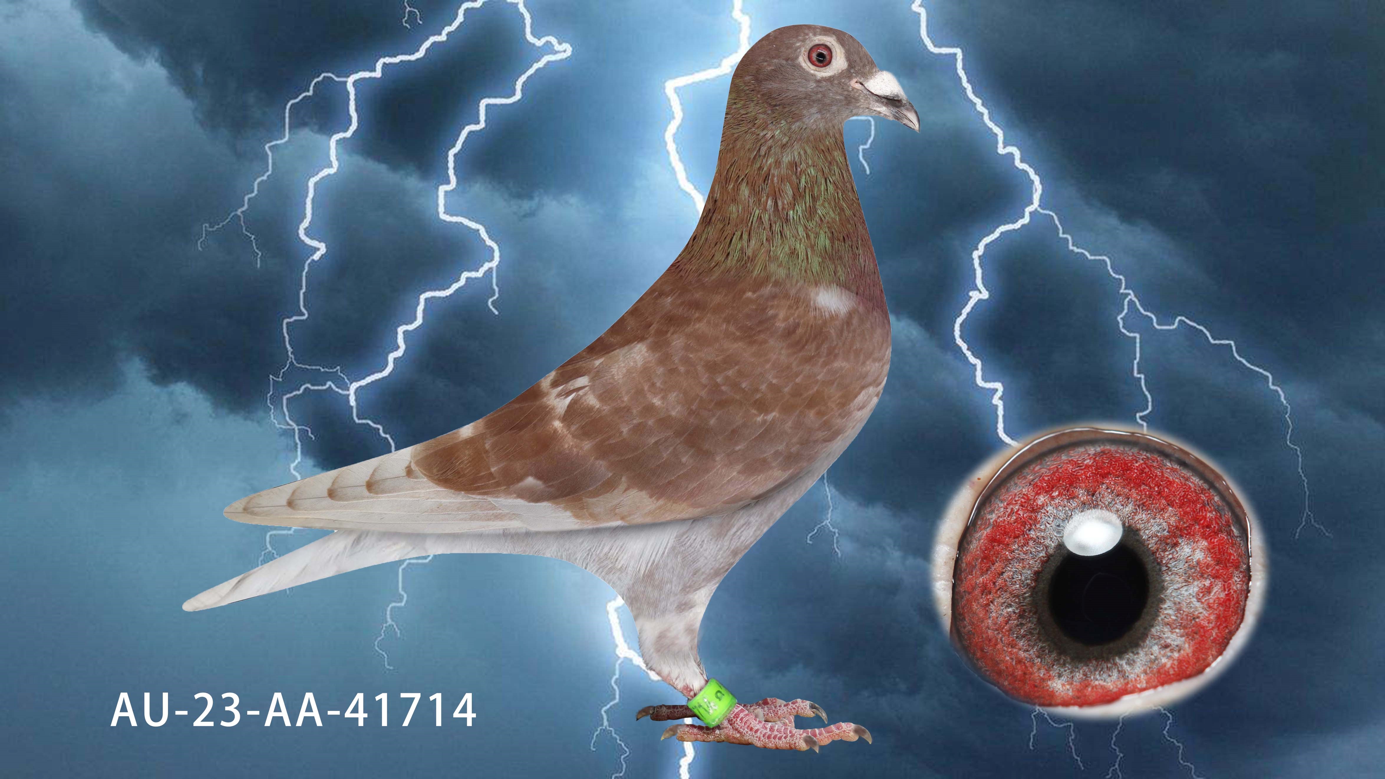 iPigeon.com - Racing Pigeon Auction