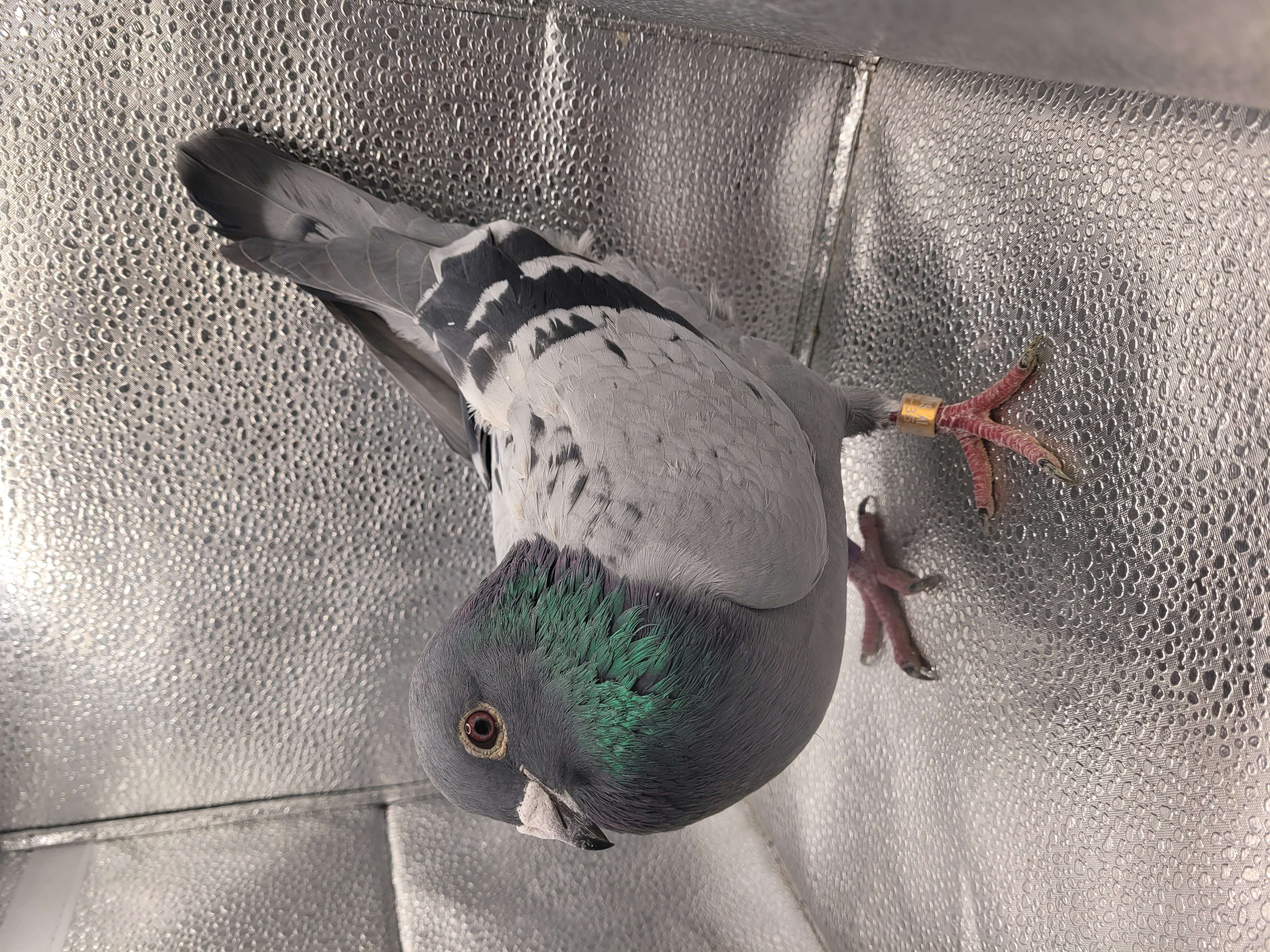 iPigeon.com - Racing Pigeon Auction