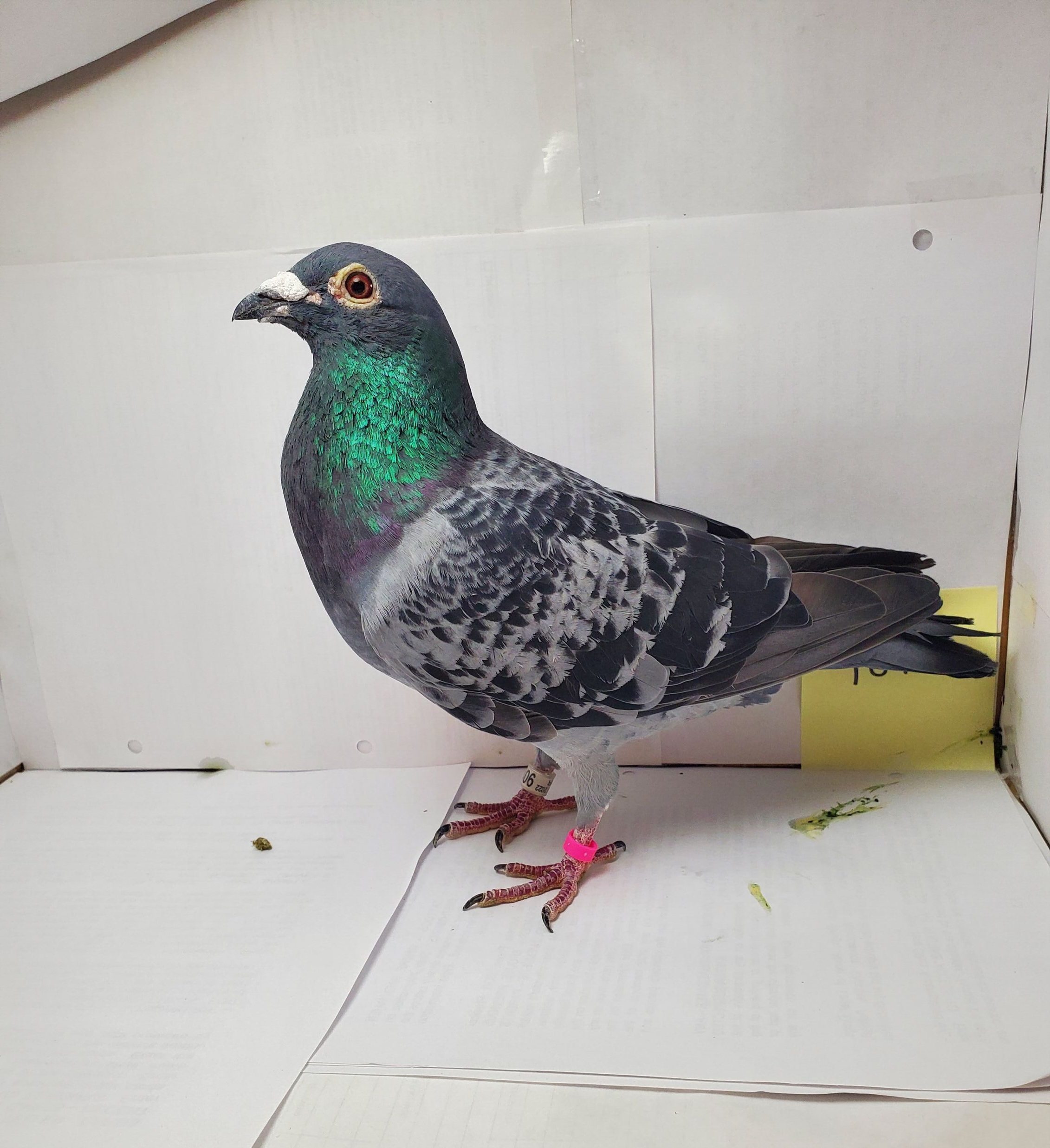 iPigeon.com - Racing Pigeon Auction