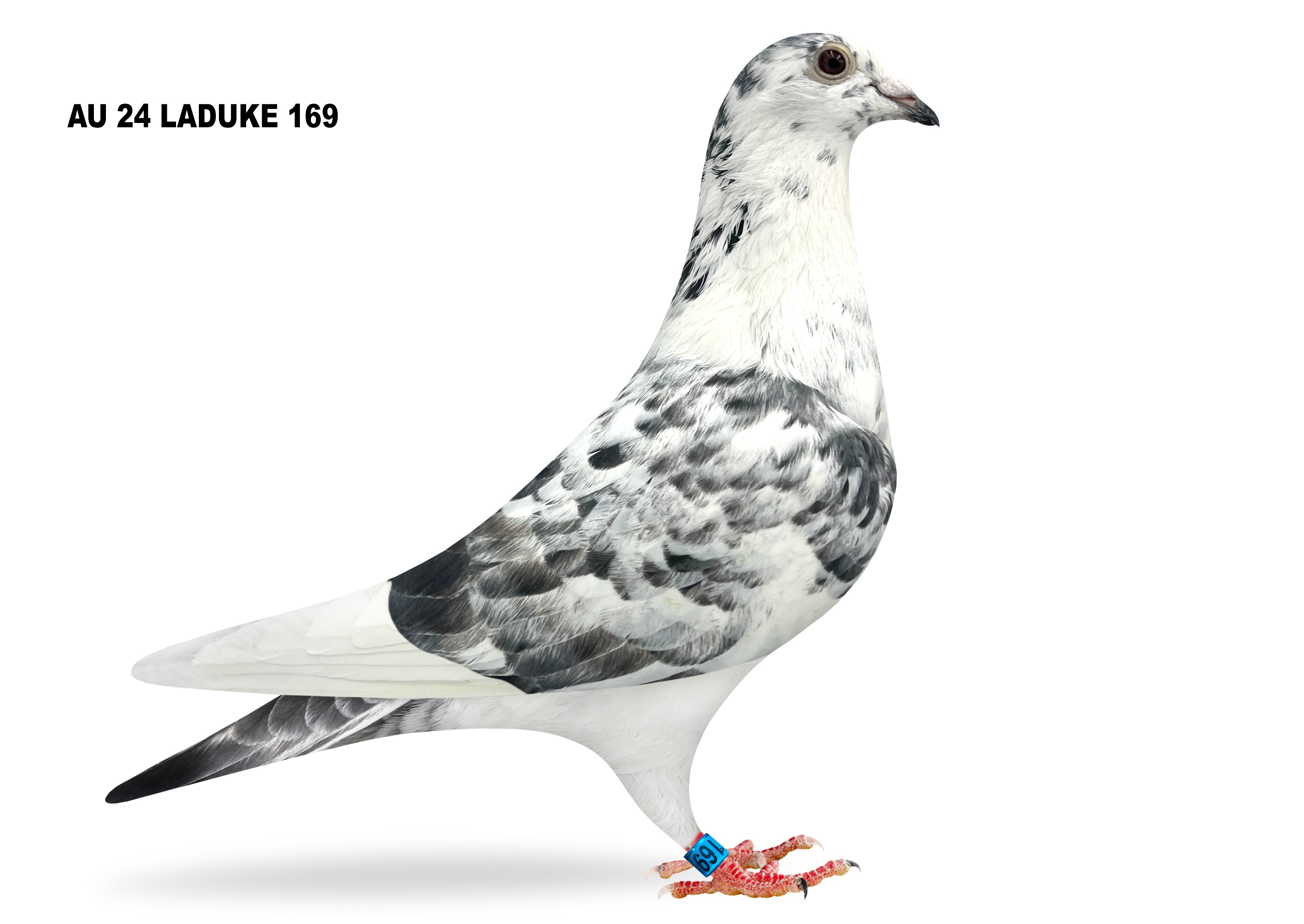 iPigeon.com - Racing Pigeon Auction
