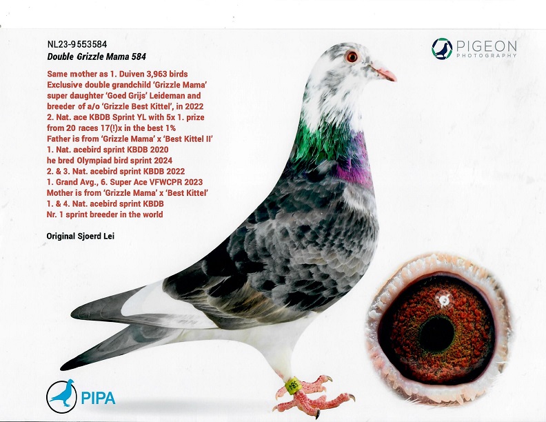 iPigeon.com - Racing Pigeon Auction