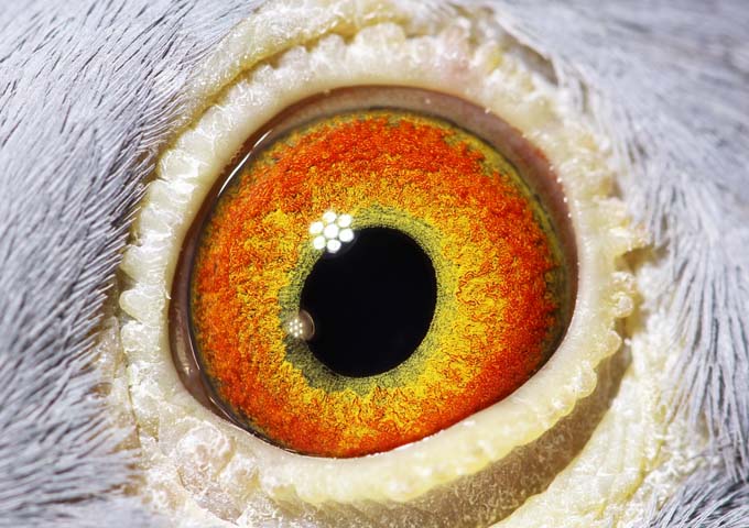 iPigeon.com - Racing Pigeon Auction