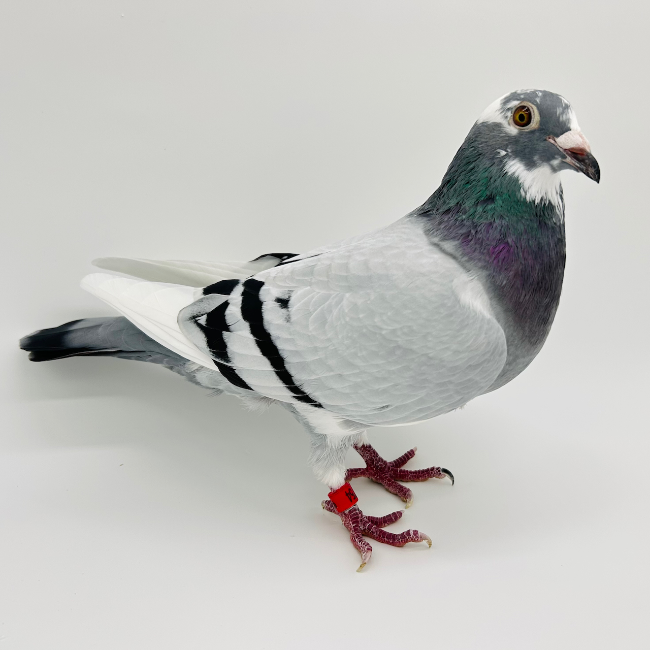 iPigeon.com - Racing Pigeon Auction