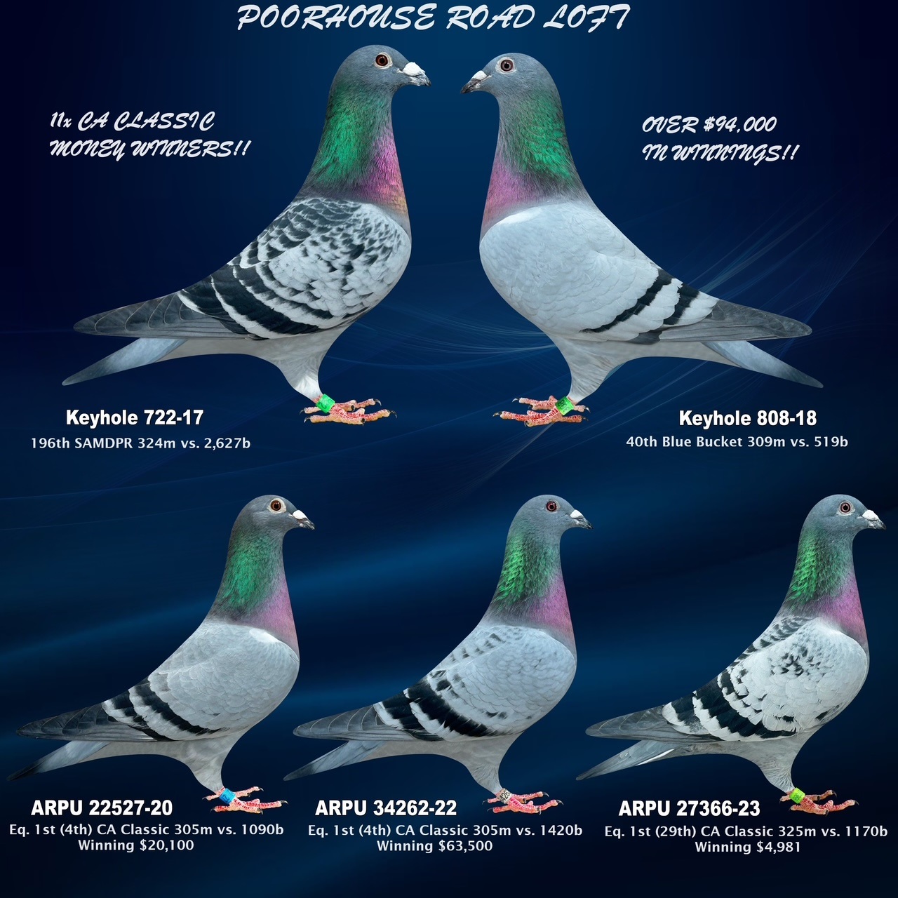 iPigeon.com - Racing Pigeon Auction