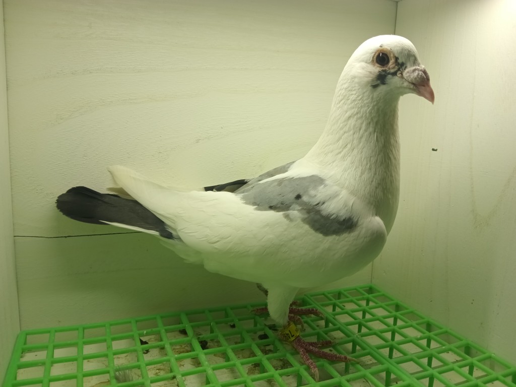 iPigeon.com - Racing Pigeon Auction