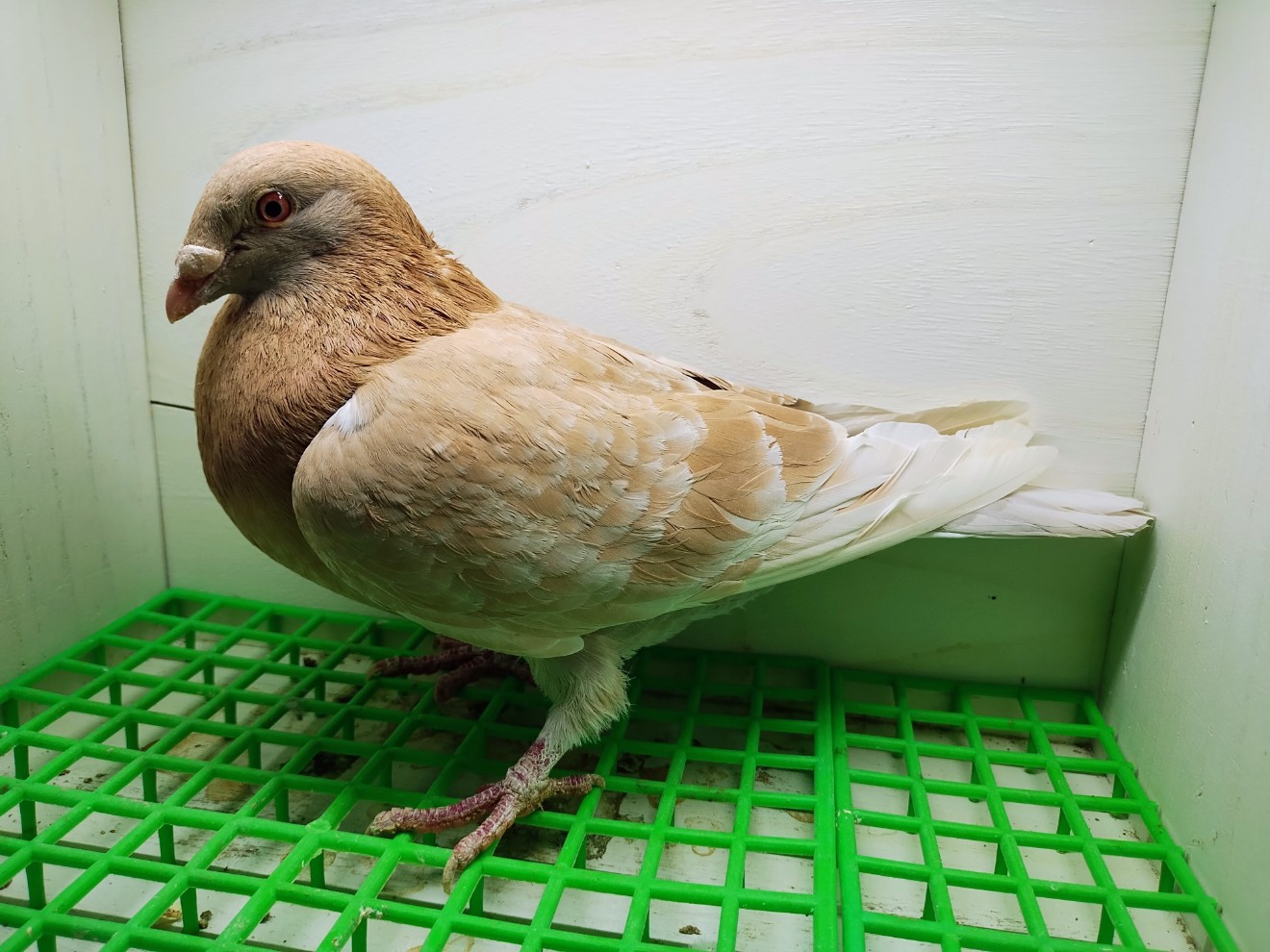 iPigeon.com - Racing Pigeon Auction