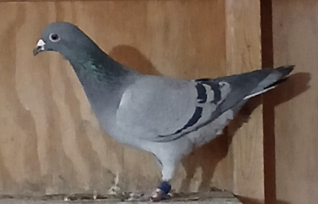 iPigeon.com - Racing Pigeon Auction