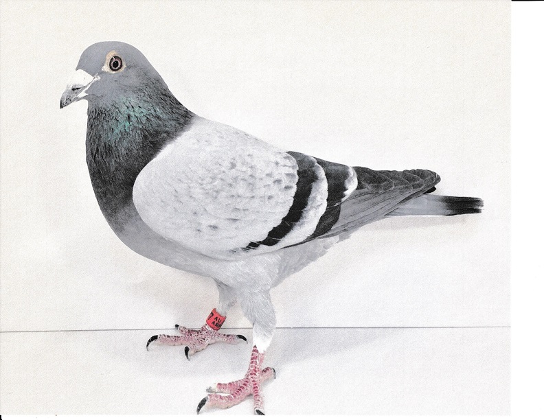 iPigeon.com - Racing Pigeon Auction