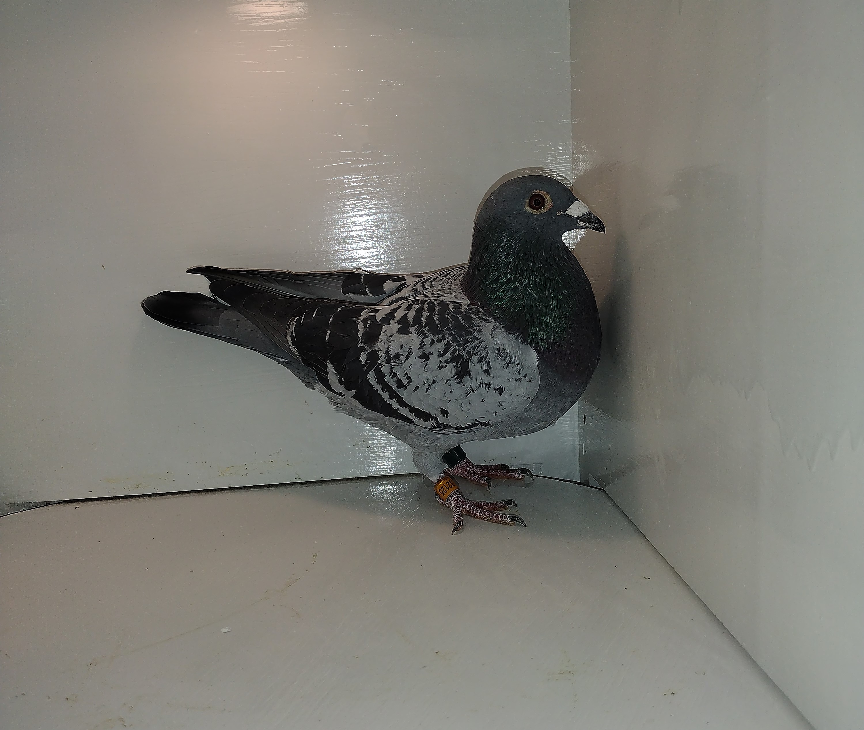 iPigeon.com - Racing Pigeon Auction