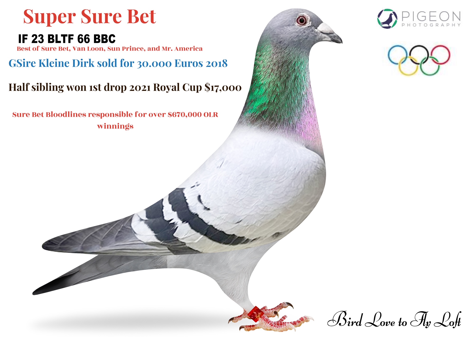 iPigeon.com - Racing Pigeon Auction