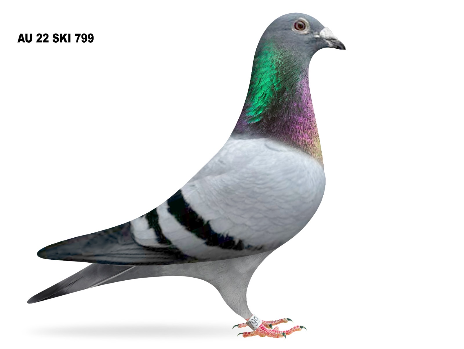 iPigeon.com - Racing Pigeon Auction