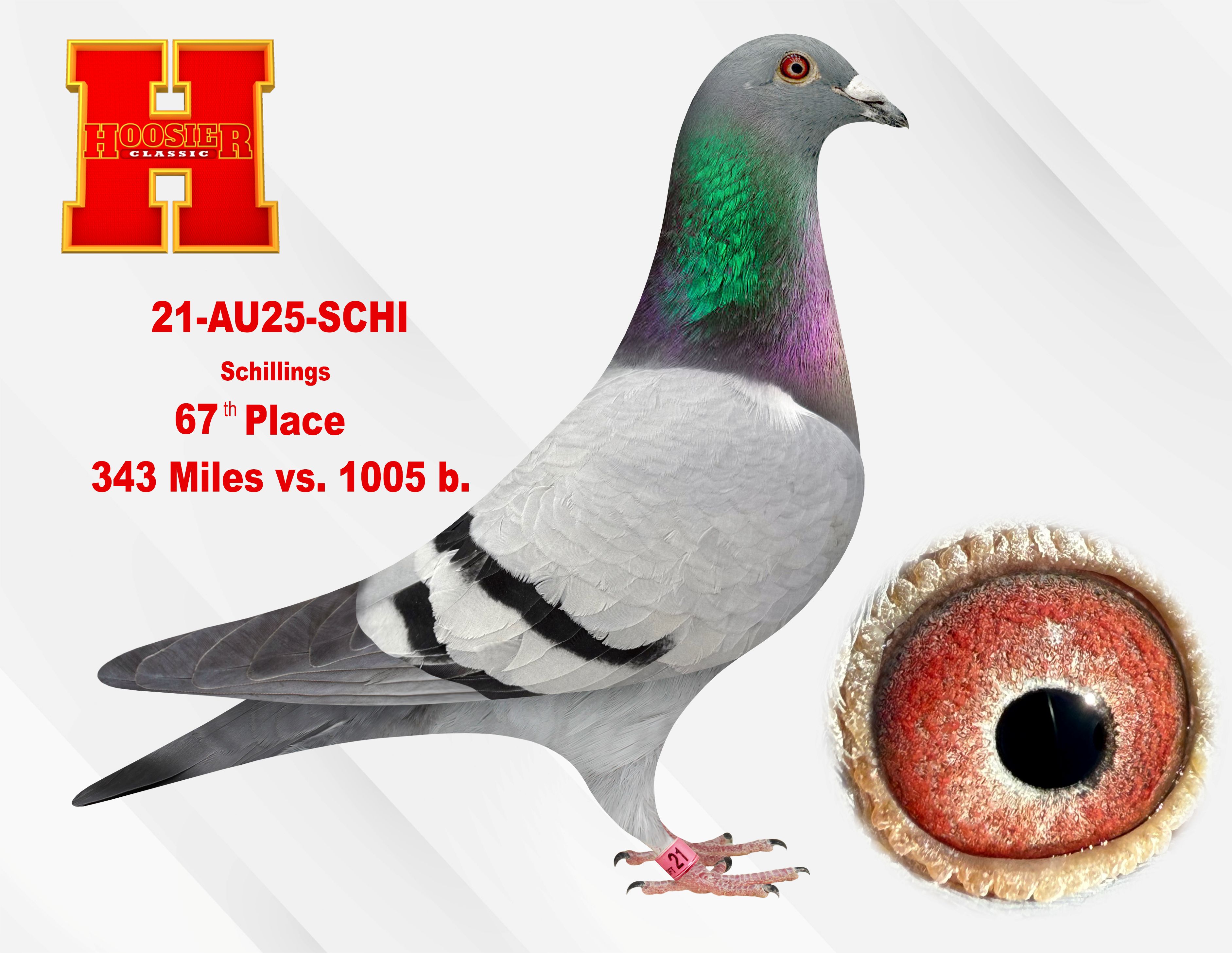 iPigeon.com - Racing Pigeon Auction