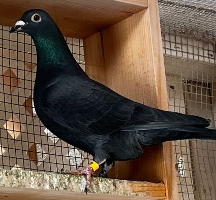 iPigeon.com - Racing Pigeon Auction