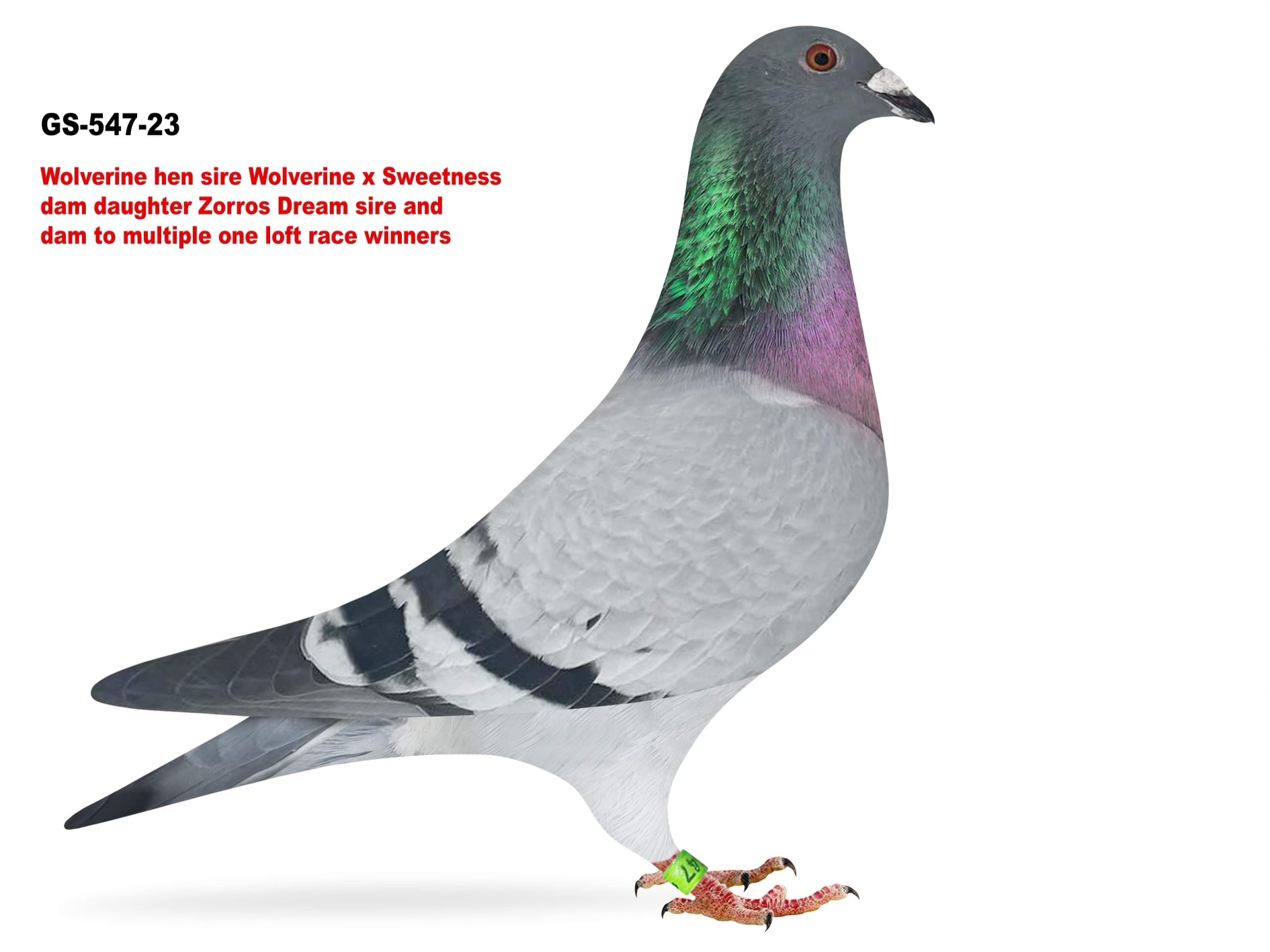 iPigeon.com - Racing Pigeon Auction