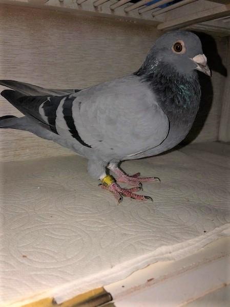 iPigeon.com - Racing Pigeon Auction