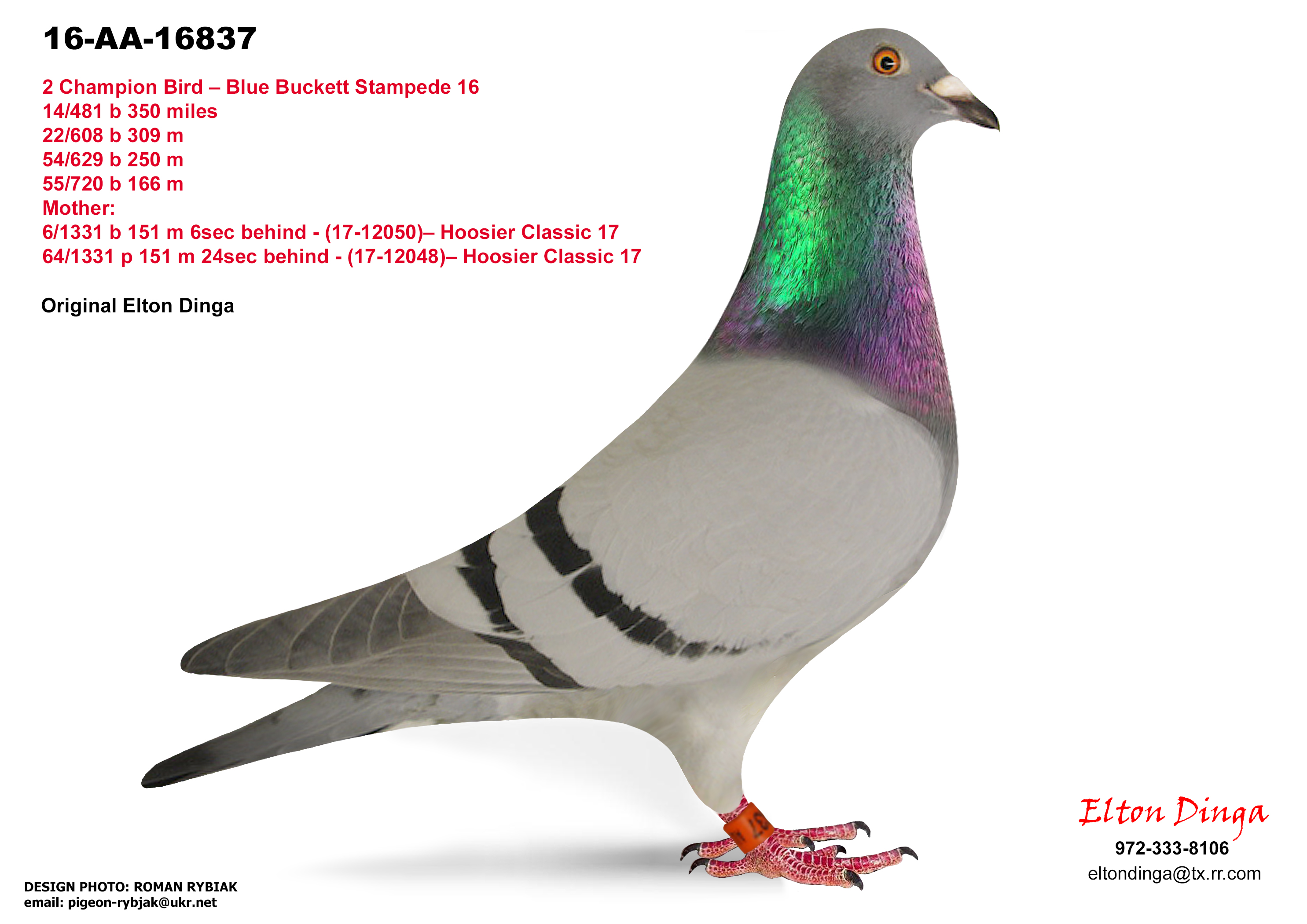 iPigeon.com - Racing Pigeon Auction