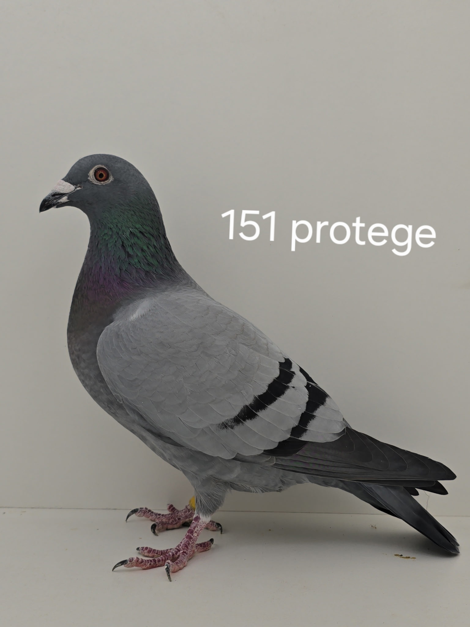 iPigeon.com - Racing Pigeon Auction