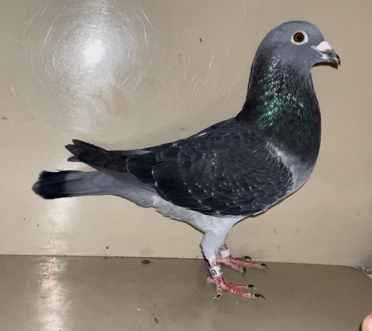 iPigeon.com - Racing Pigeon Auction