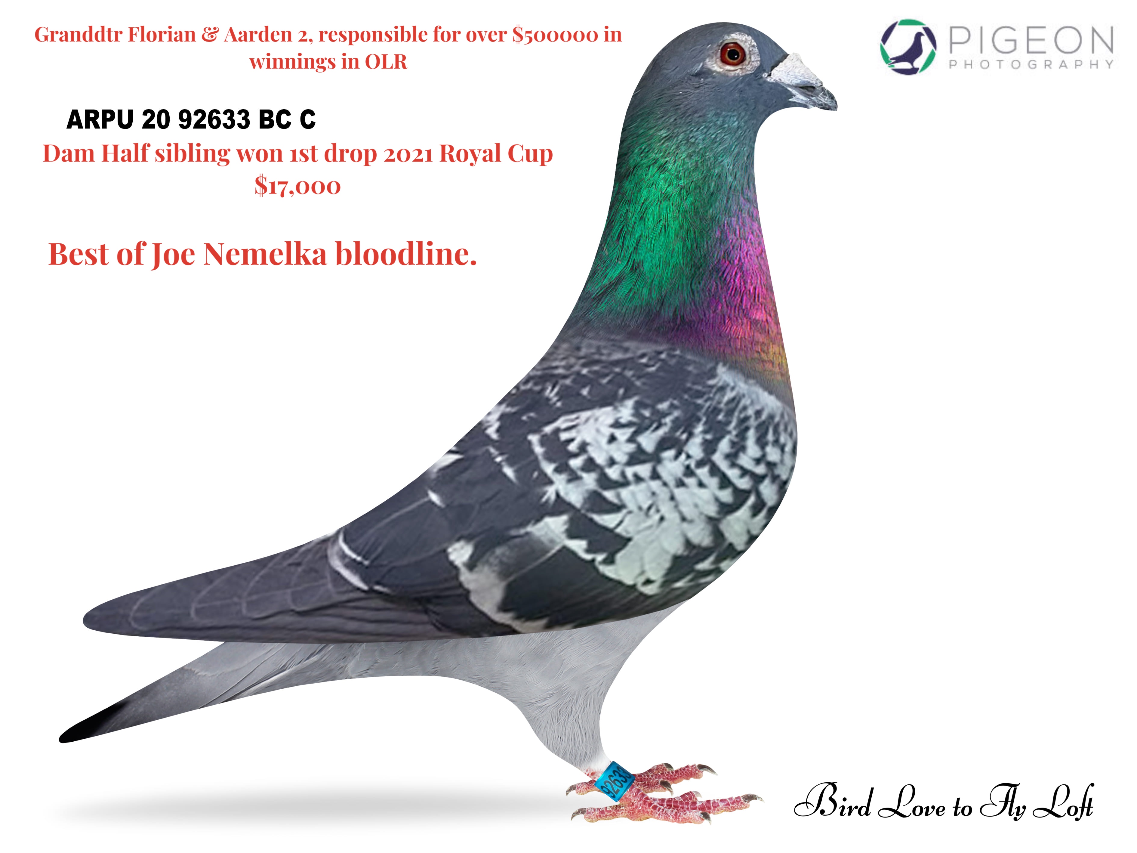 iPigeon.com - Racing Pigeon Auction