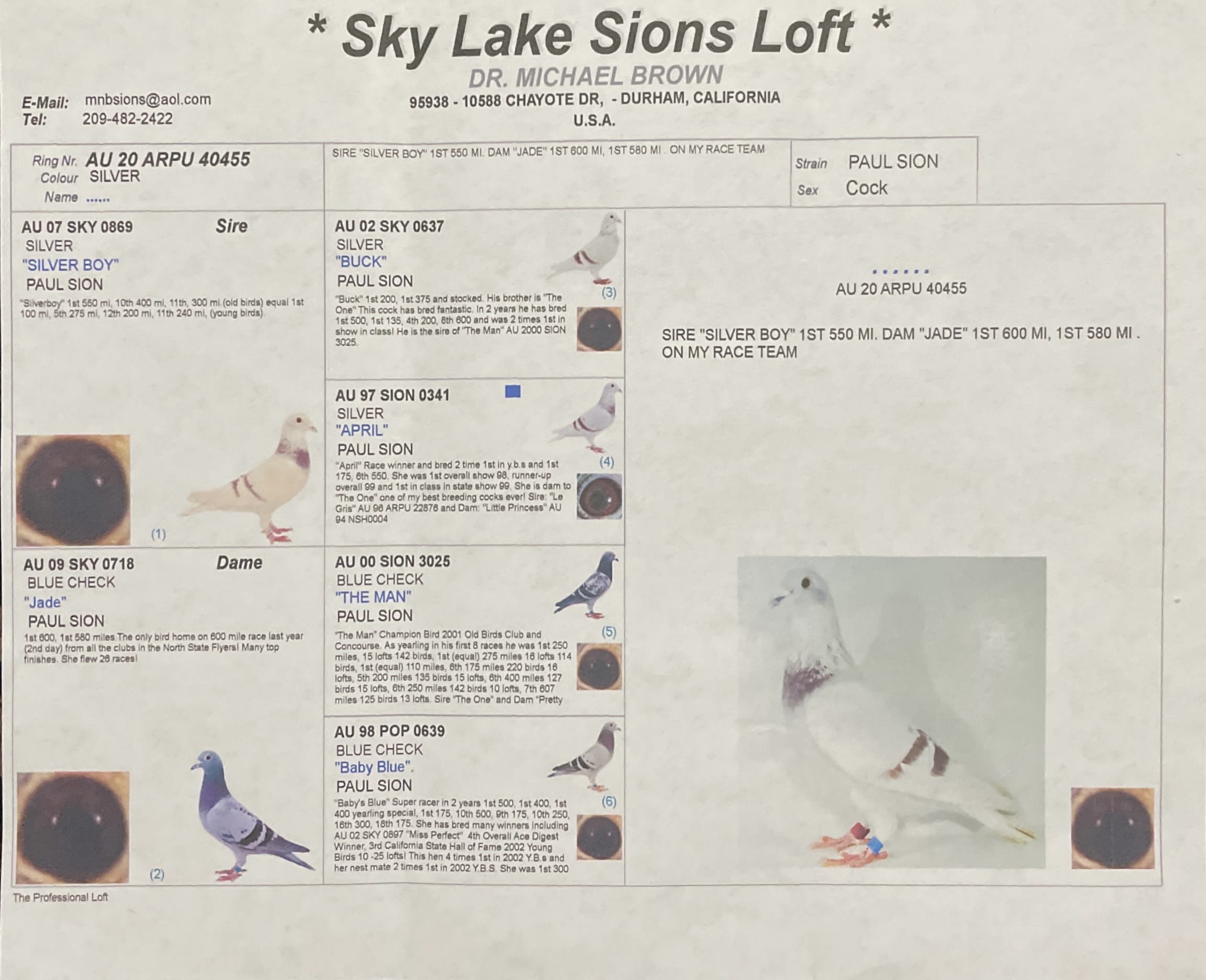 iPigeon.com - Racing Pigeon Auction