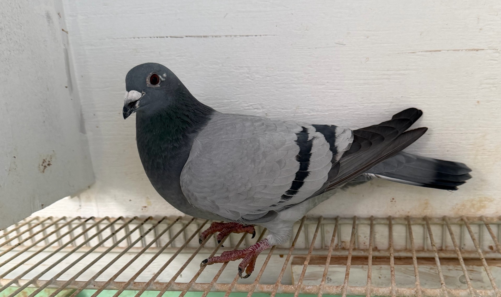 iPigeon.com - Racing Pigeon Auction