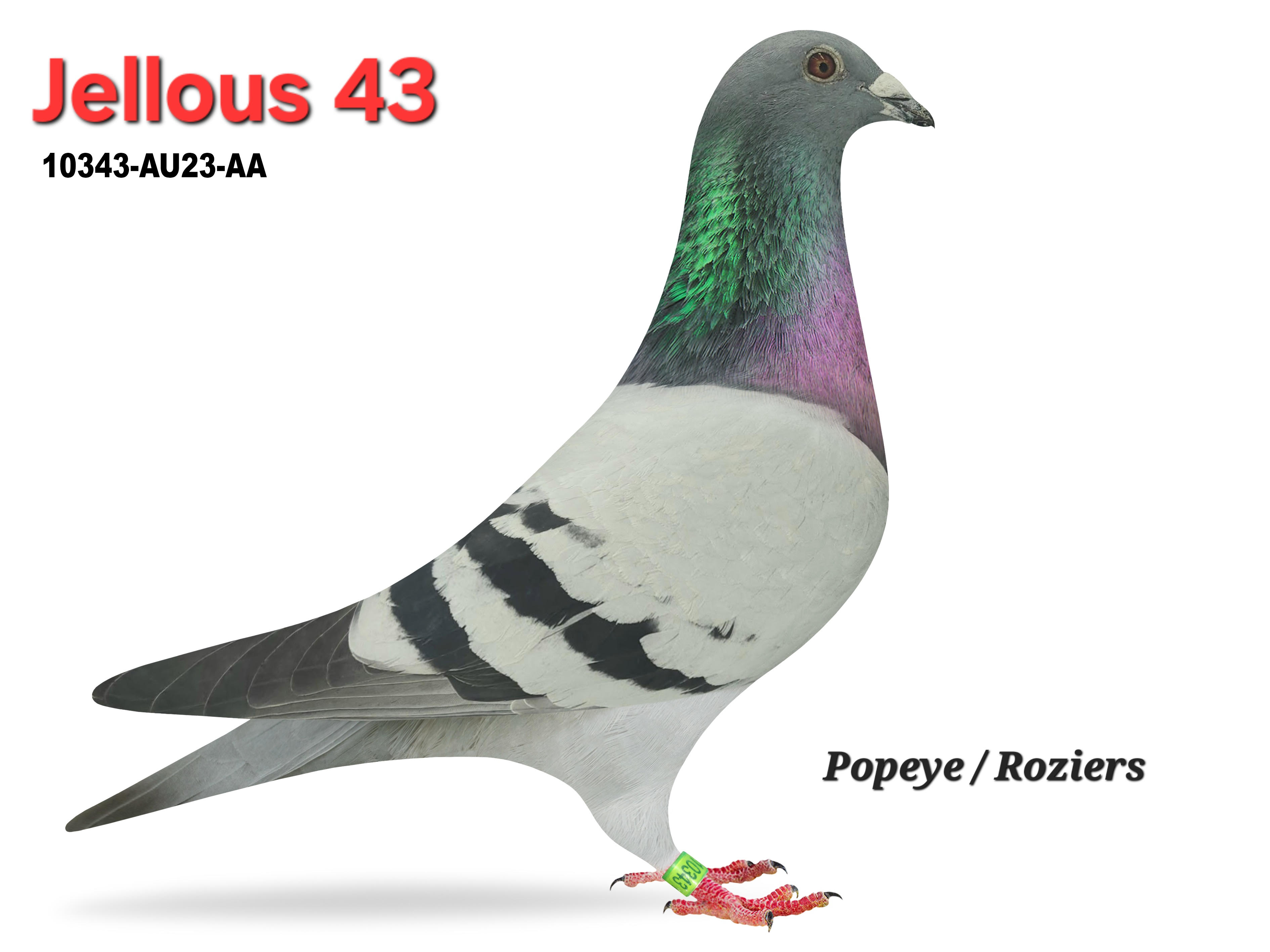 iPigeon.com - Racing Pigeon Auction