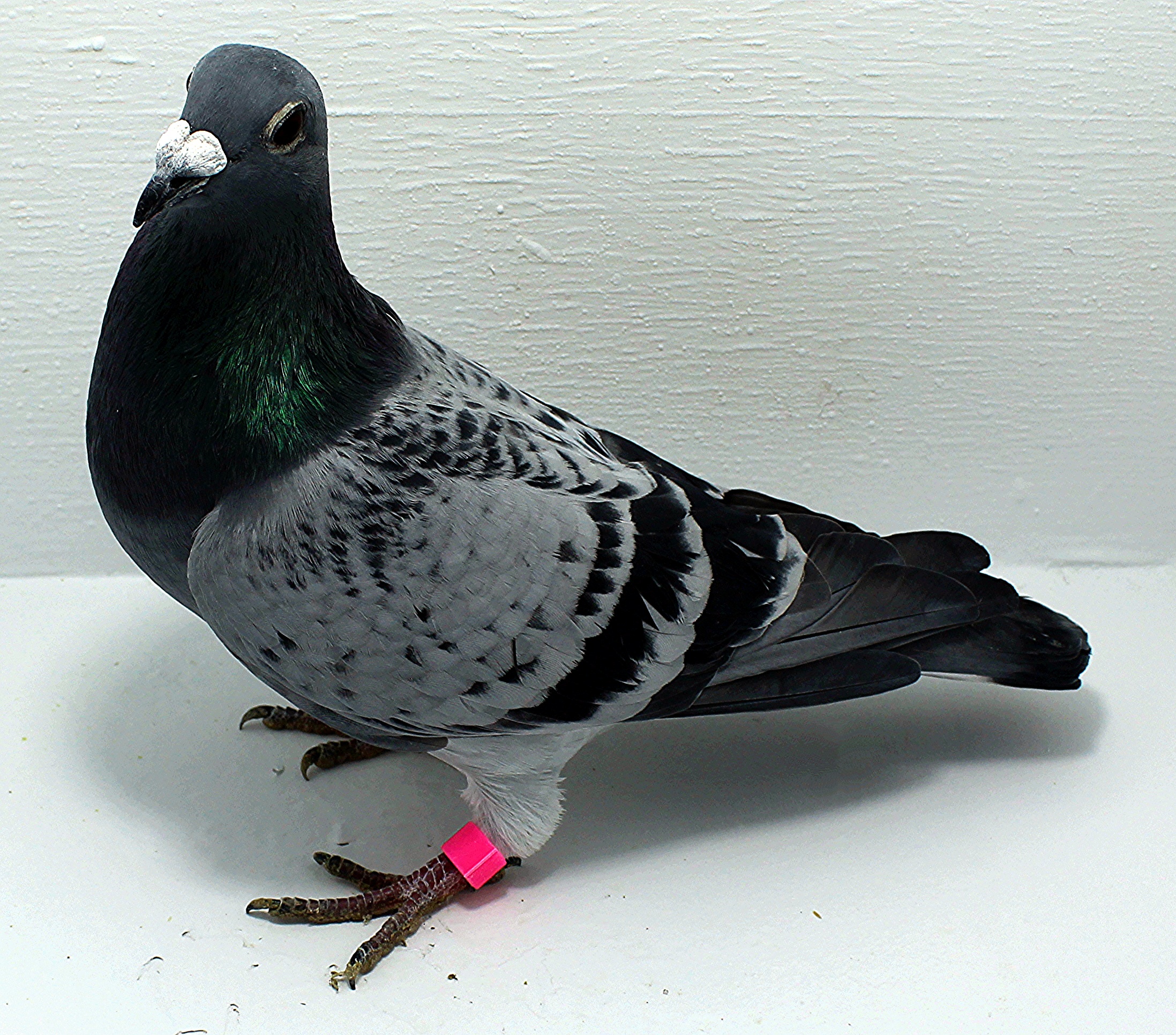 iPigeon.com - Racing Pigeon Auction