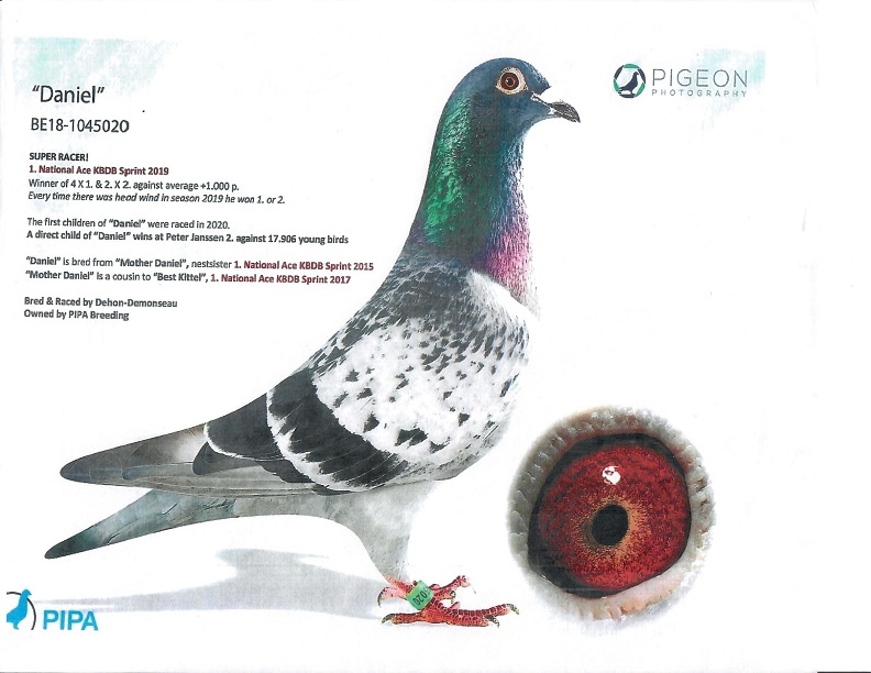 iPigeon.com - Racing Pigeon Auction