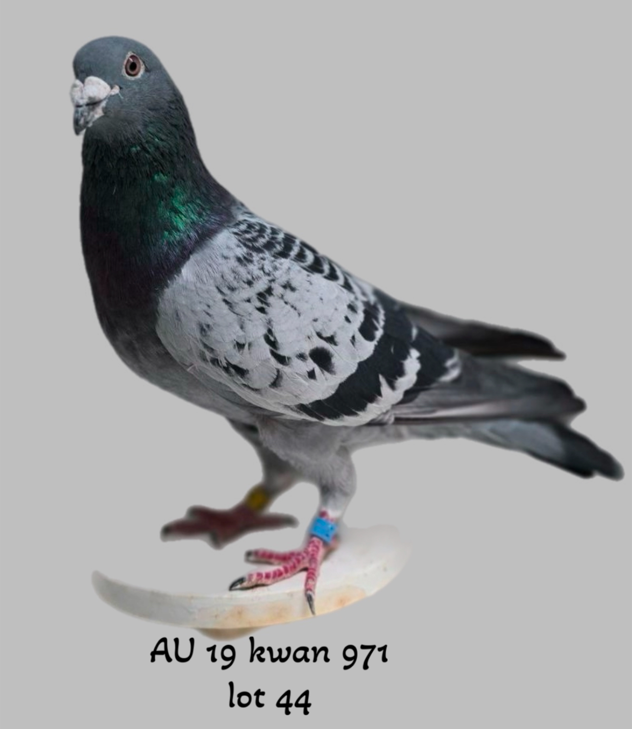 iPigeon.com - Racing Pigeon Auction