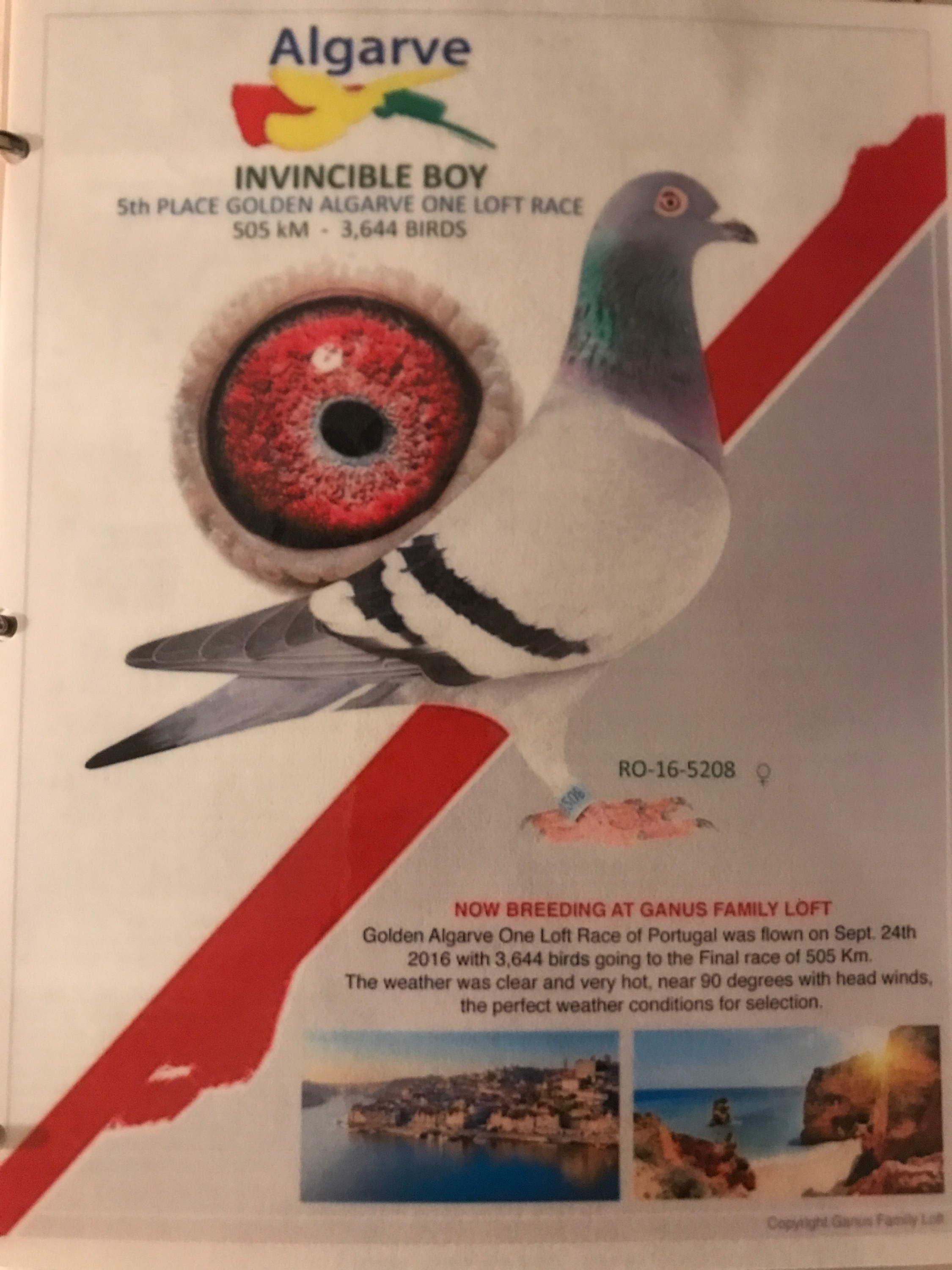 iPigeon.com - Racing Pigeon Auction