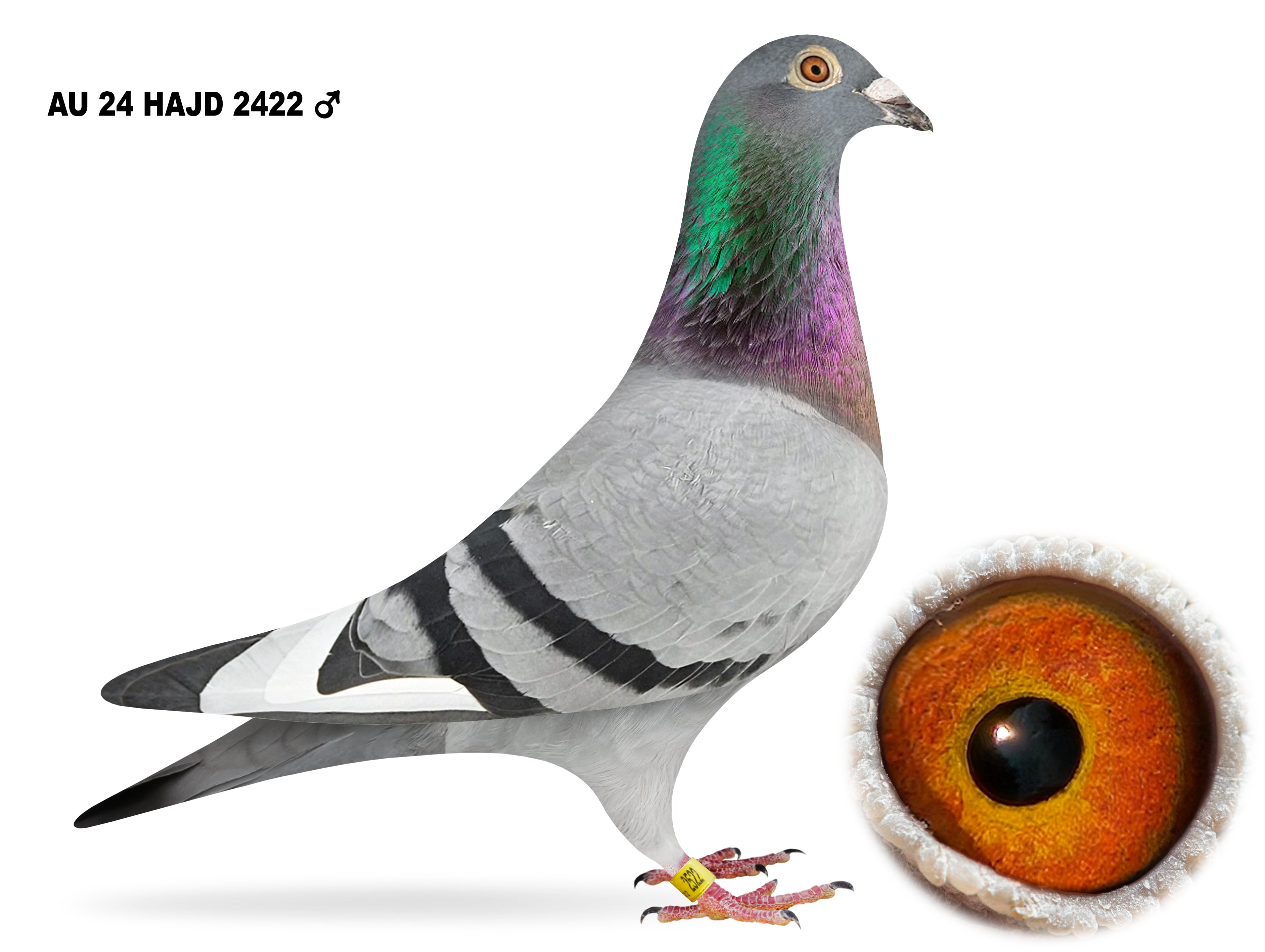 iPigeon.com - Racing Pigeon Auction