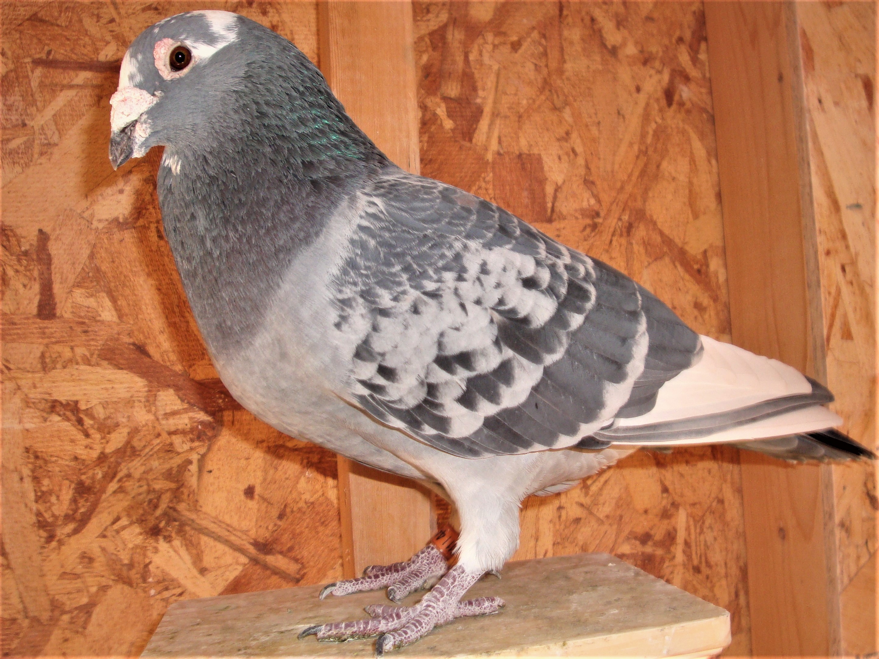 iPigeon.com - Racing Pigeon Auction