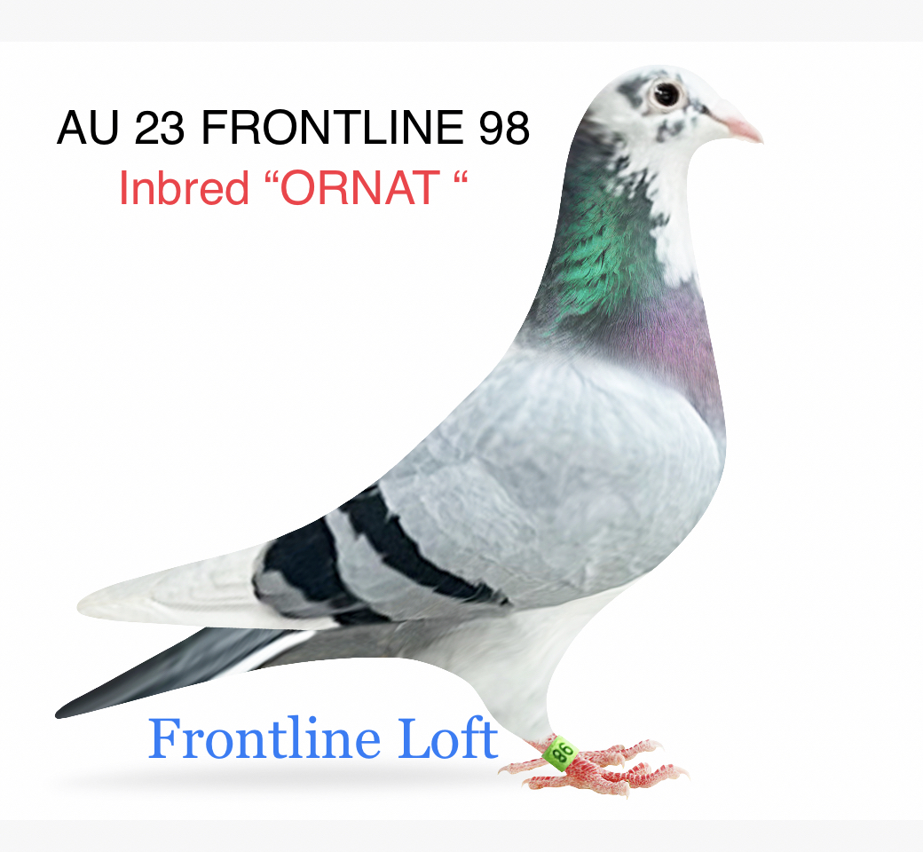 iPigeon.com - Racing Pigeon Auction