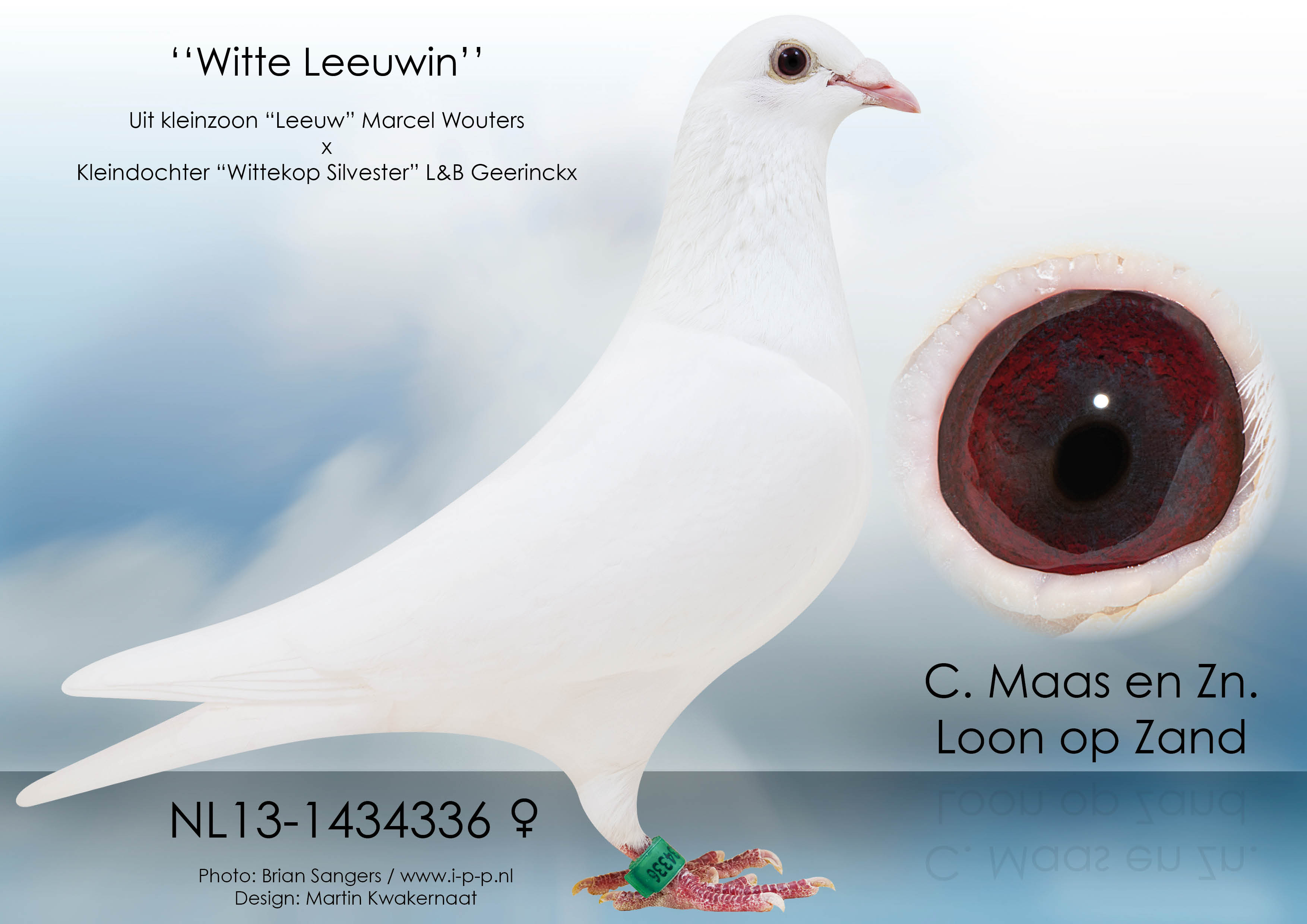 iPigeon.com - Racing Pigeon Auction
