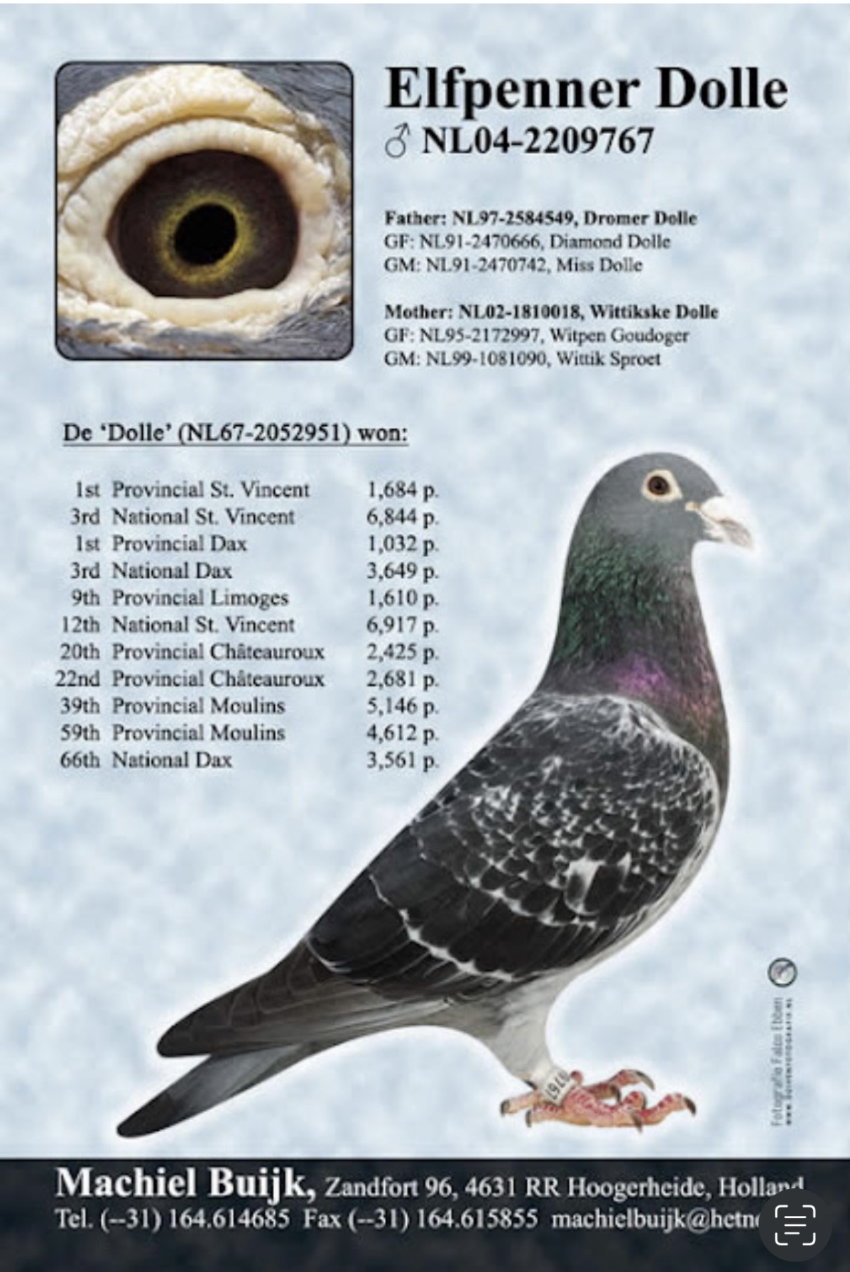iPigeon.com - Racing Pigeon Auction